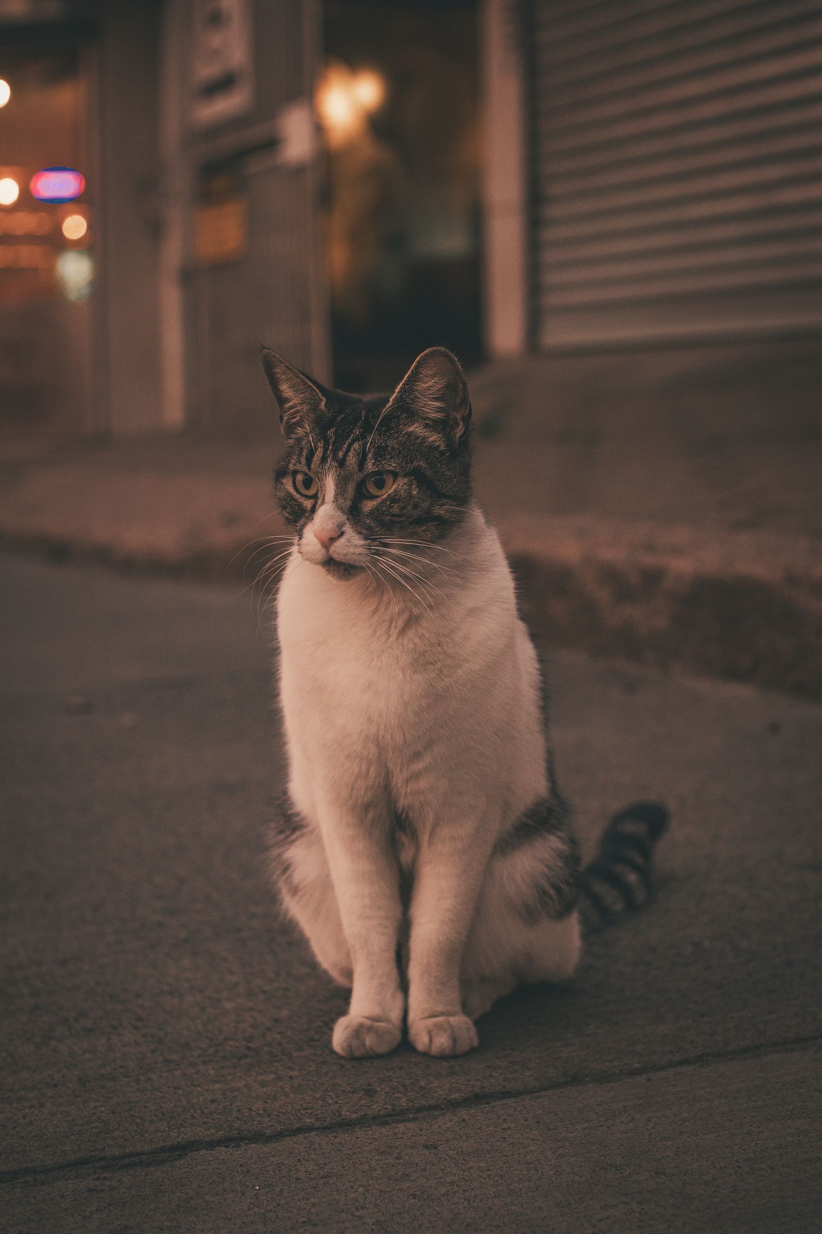Cat Sitting Photos, Download The BEST Free Cat Sitting Stock Photos ...