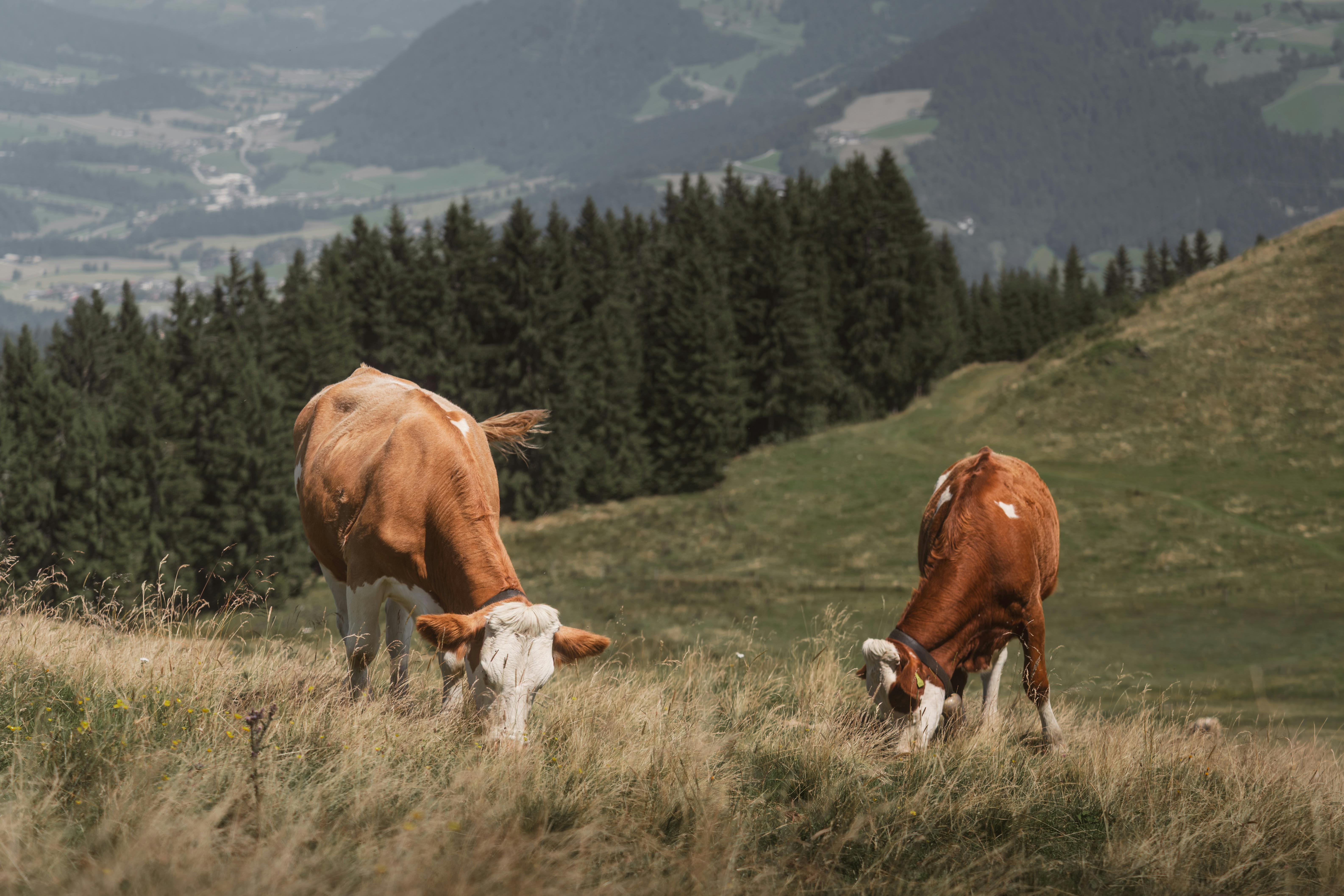 4k Wallpaper Baba Mohan Ram Photos, Download The BEST Free 4k Wallpaper ...