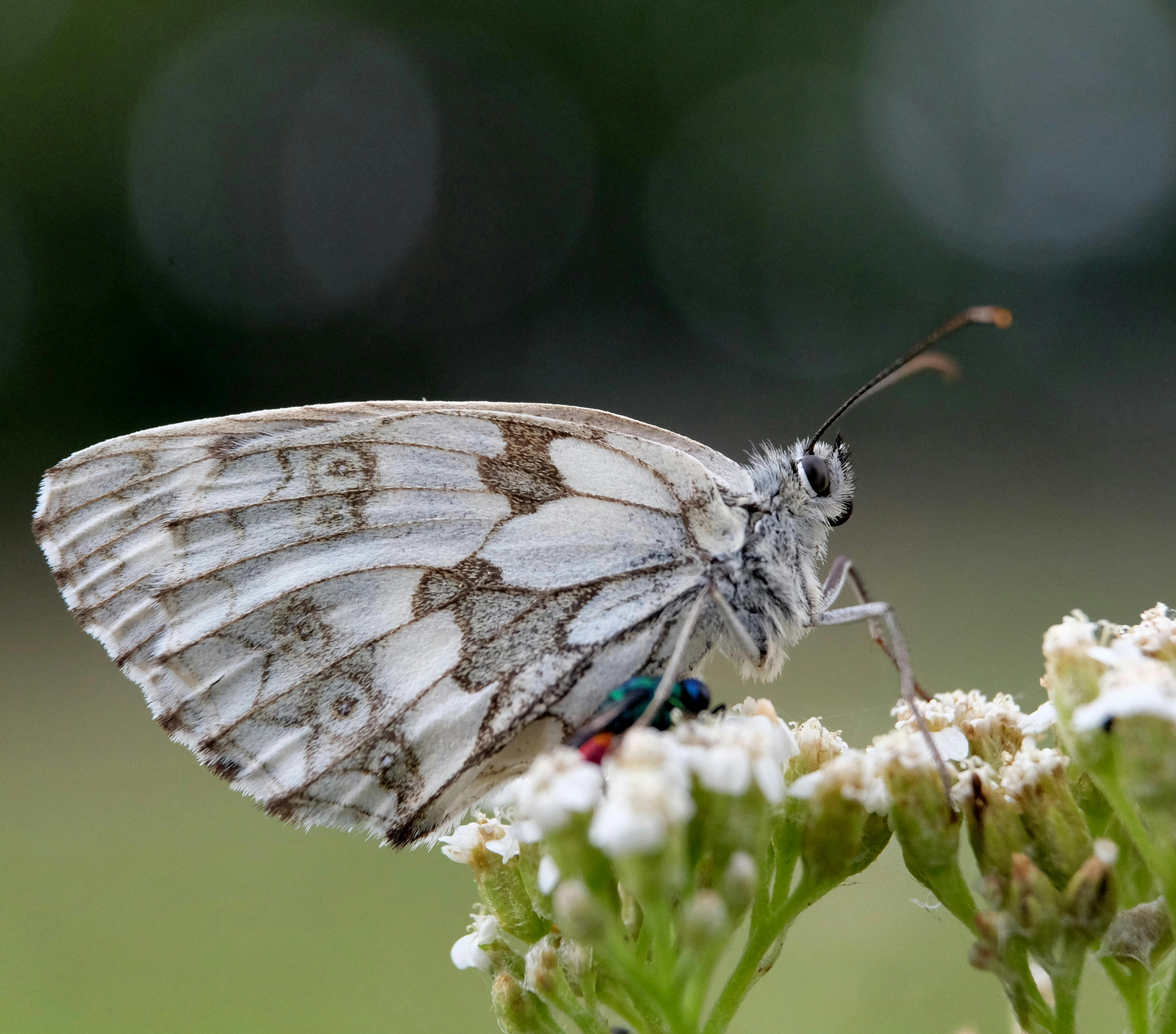 Meilleures photos sur le thème Calacatta+paonazzo · Téléchargement ...