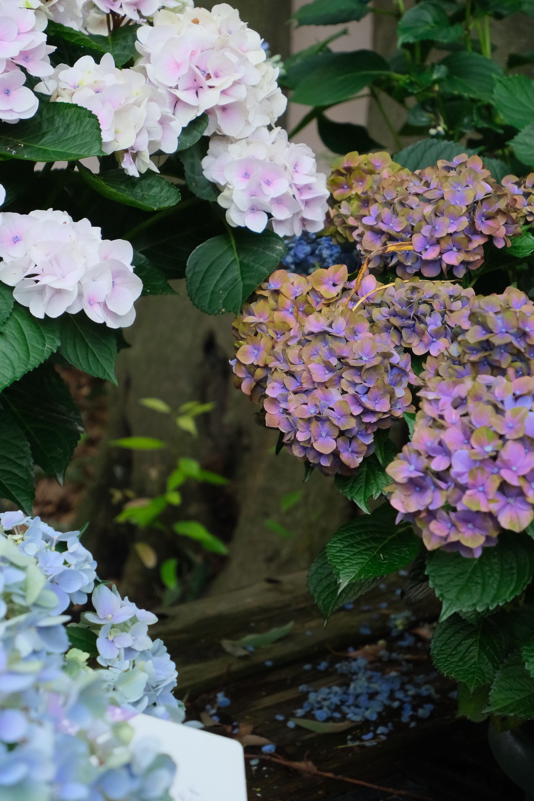 Hydrangea Photos, Download The BEST Free Hydrangea Stock Photos & HD Images