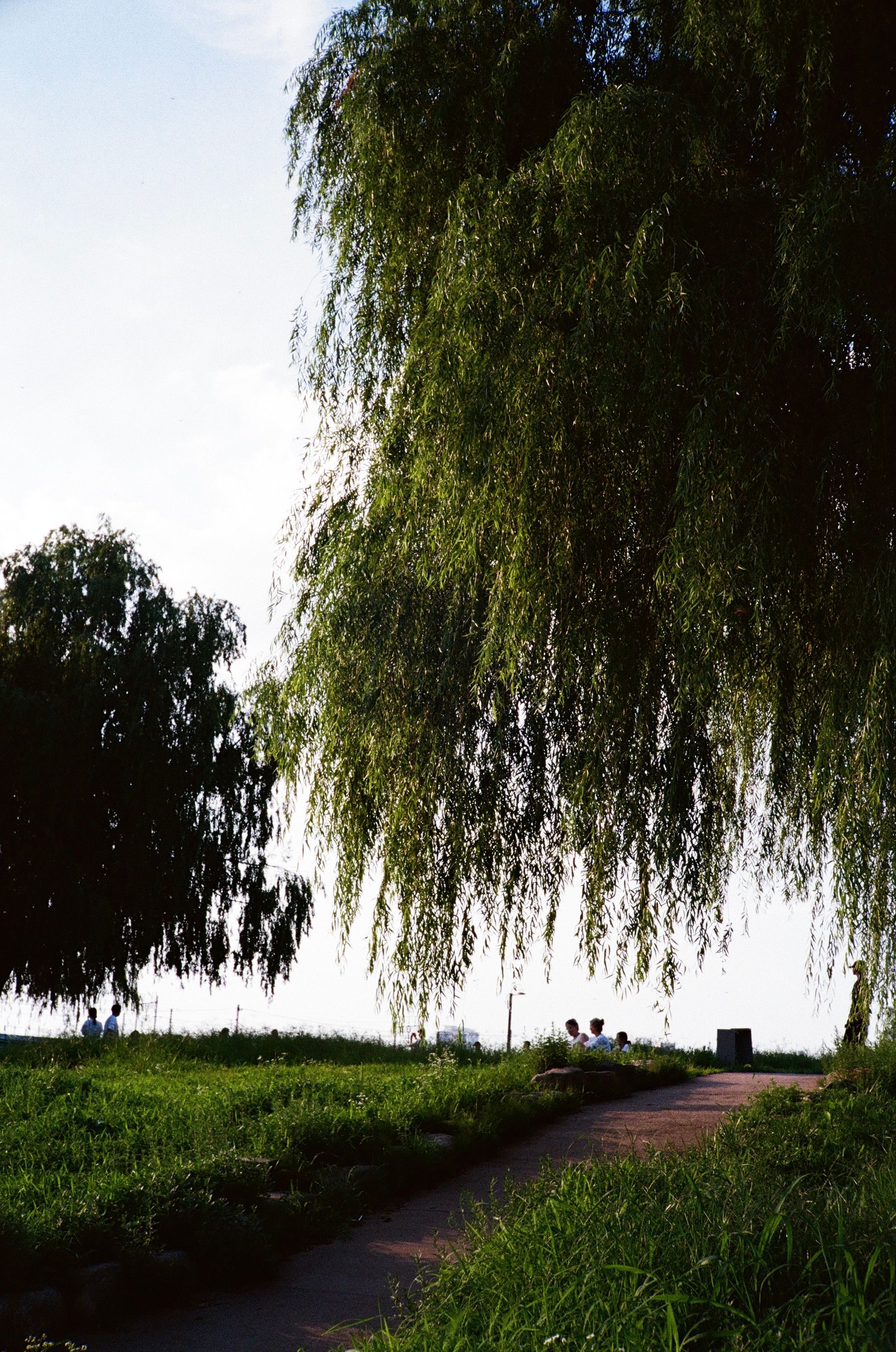 Serene Pathway Lined with Majestic Willow Trees · Free Stock Photo