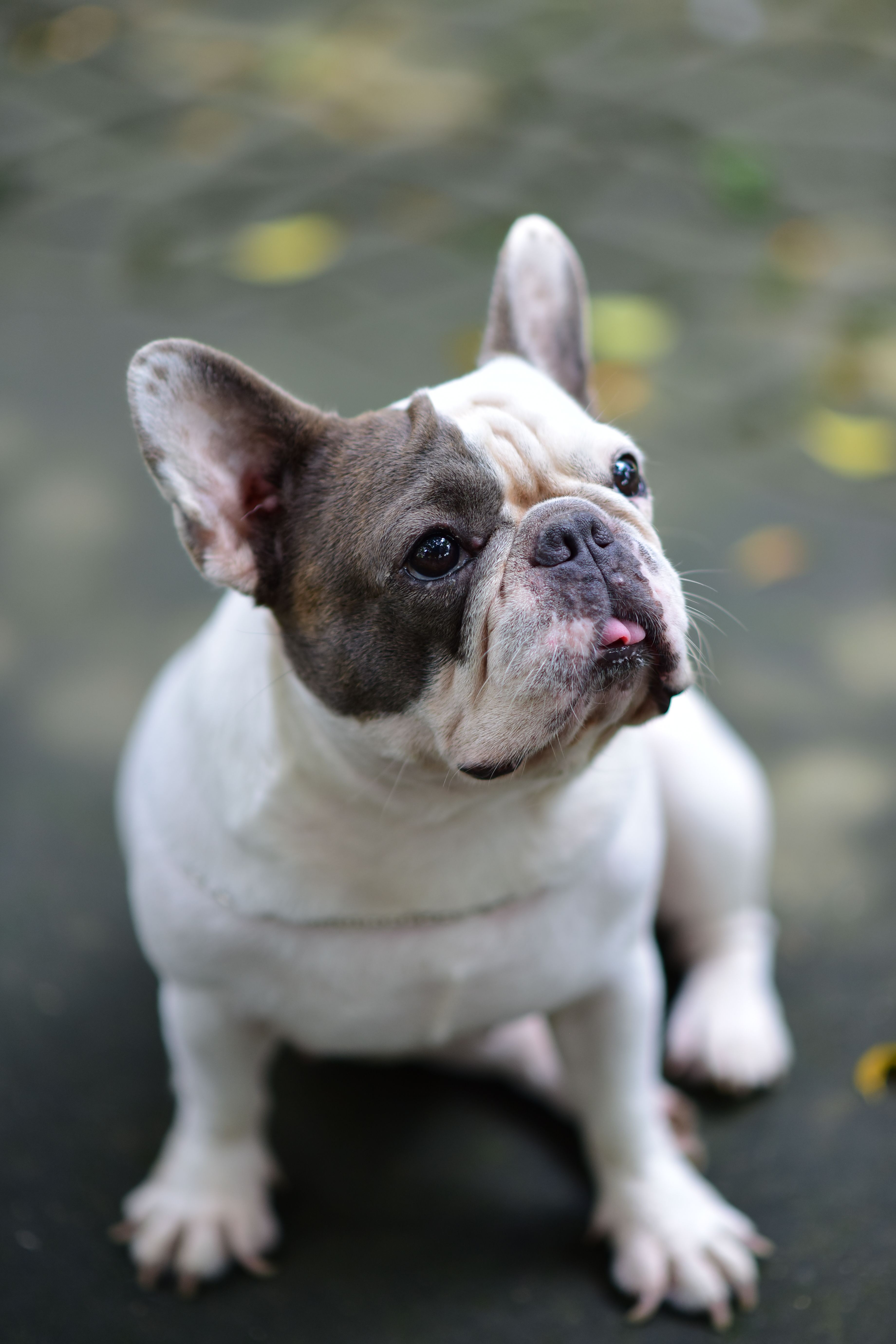 Adorable French Bulldog Sitting Outdoors · Free Stock Photo