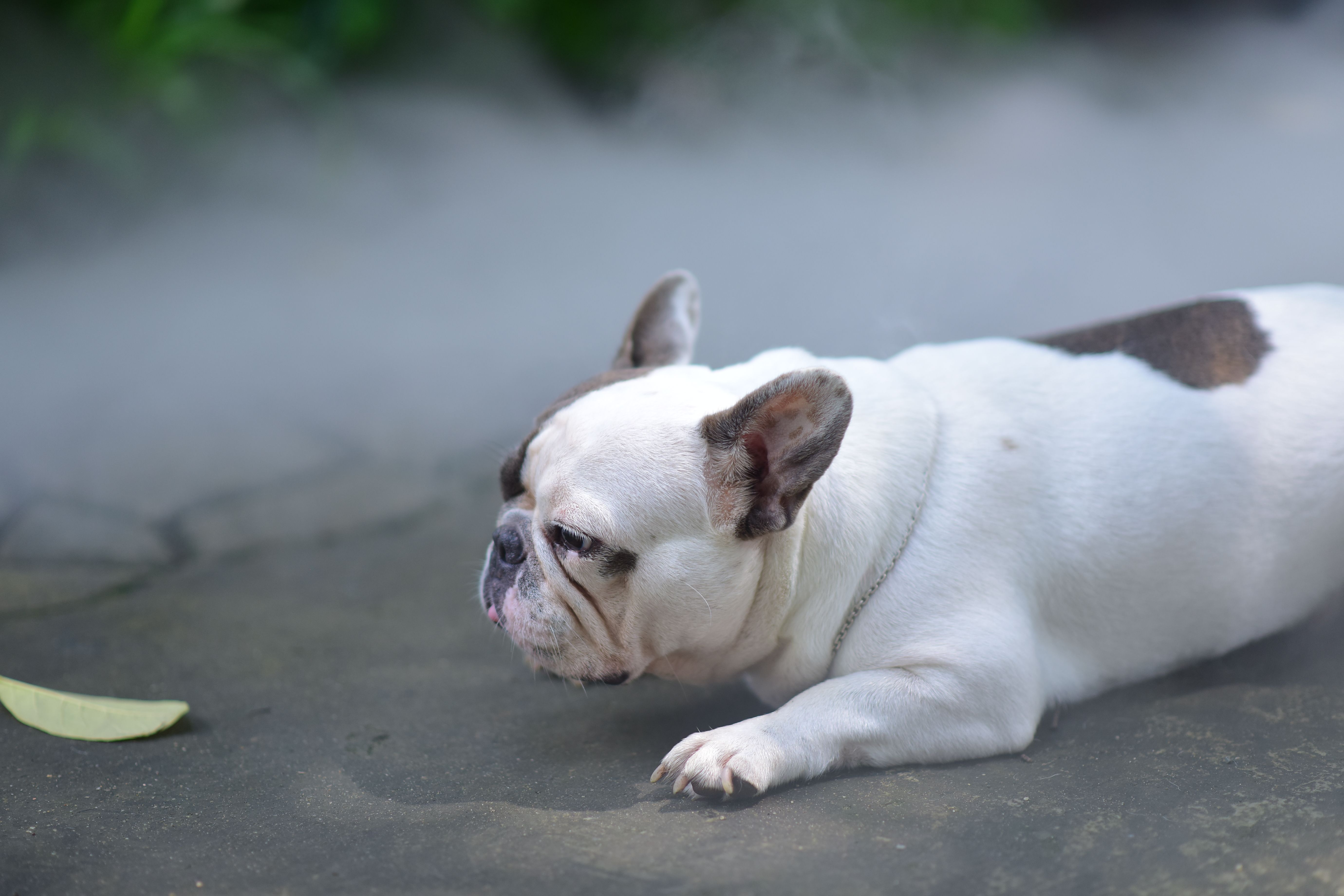 Tiny Bulldog Breed: Essential Care and Tips for Happy Owners