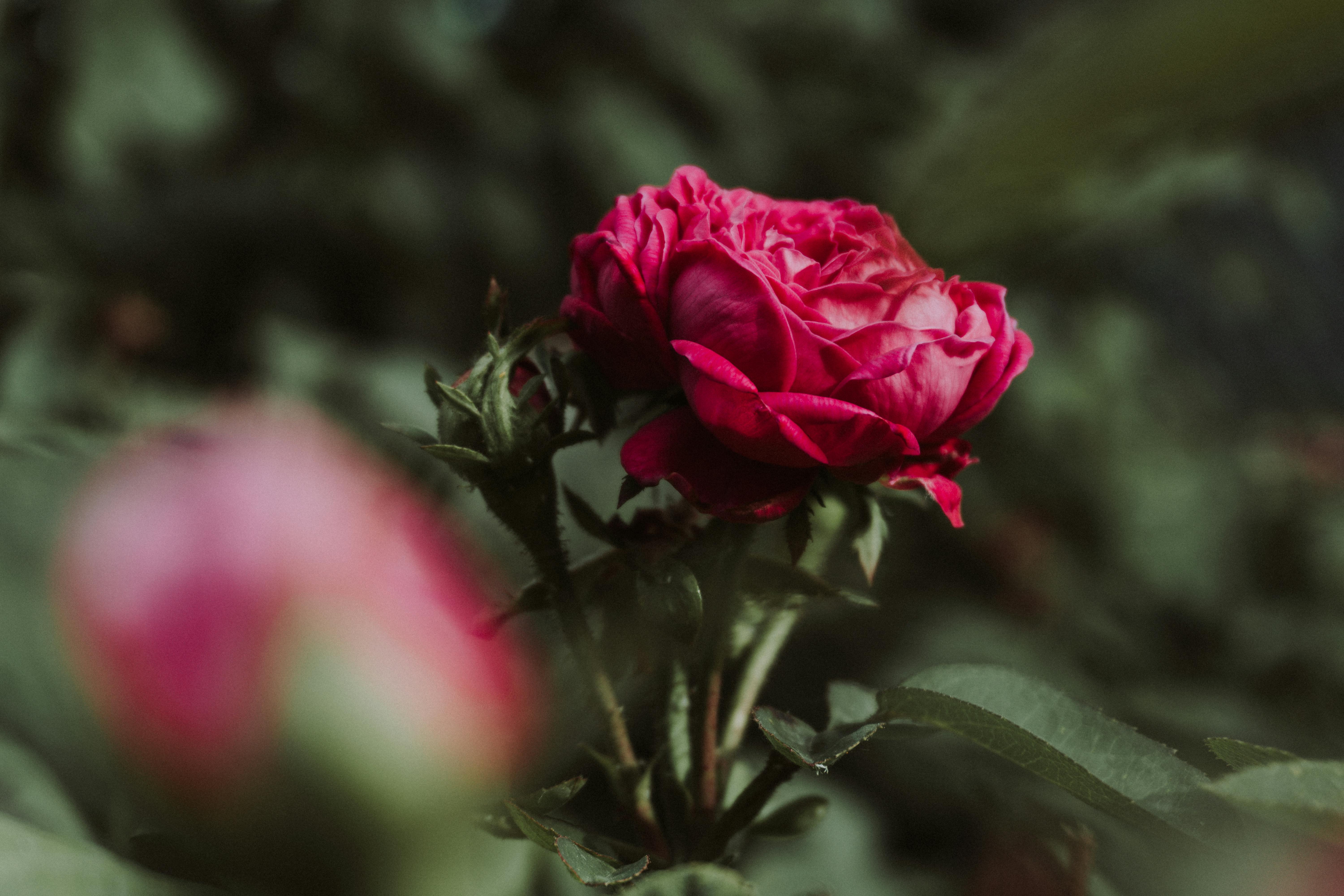 Red Withering Rose at Daytime · Free Stock Photo
