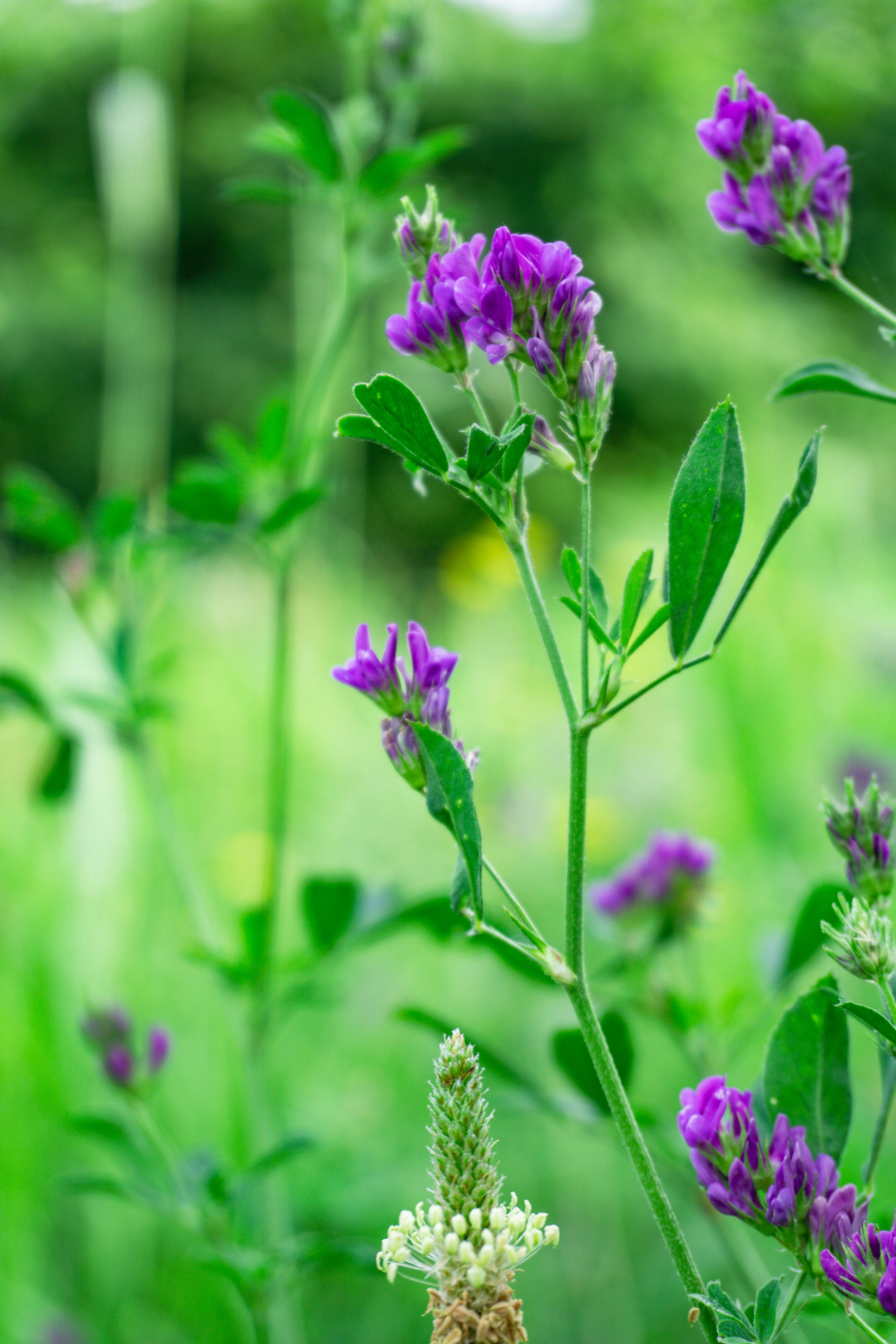 Close-up of Purple Alfalfa Flowers in Bloom · Free Stock Photo