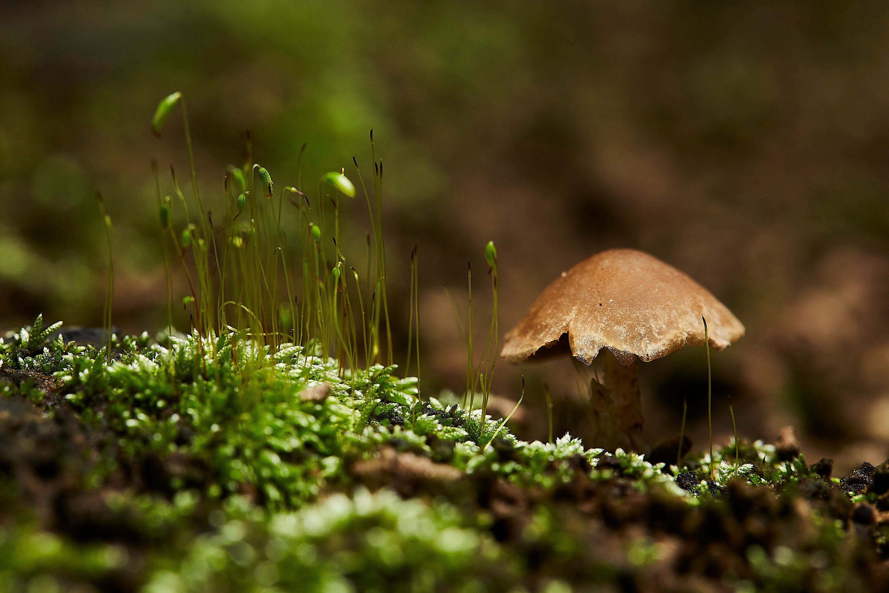 Close-Up Photo of Mushrooms · Free Stock Photo
