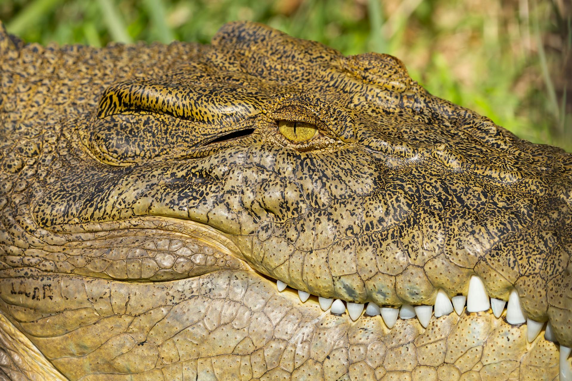Interesting Facts About Saltwater Crocodiles Revealed
