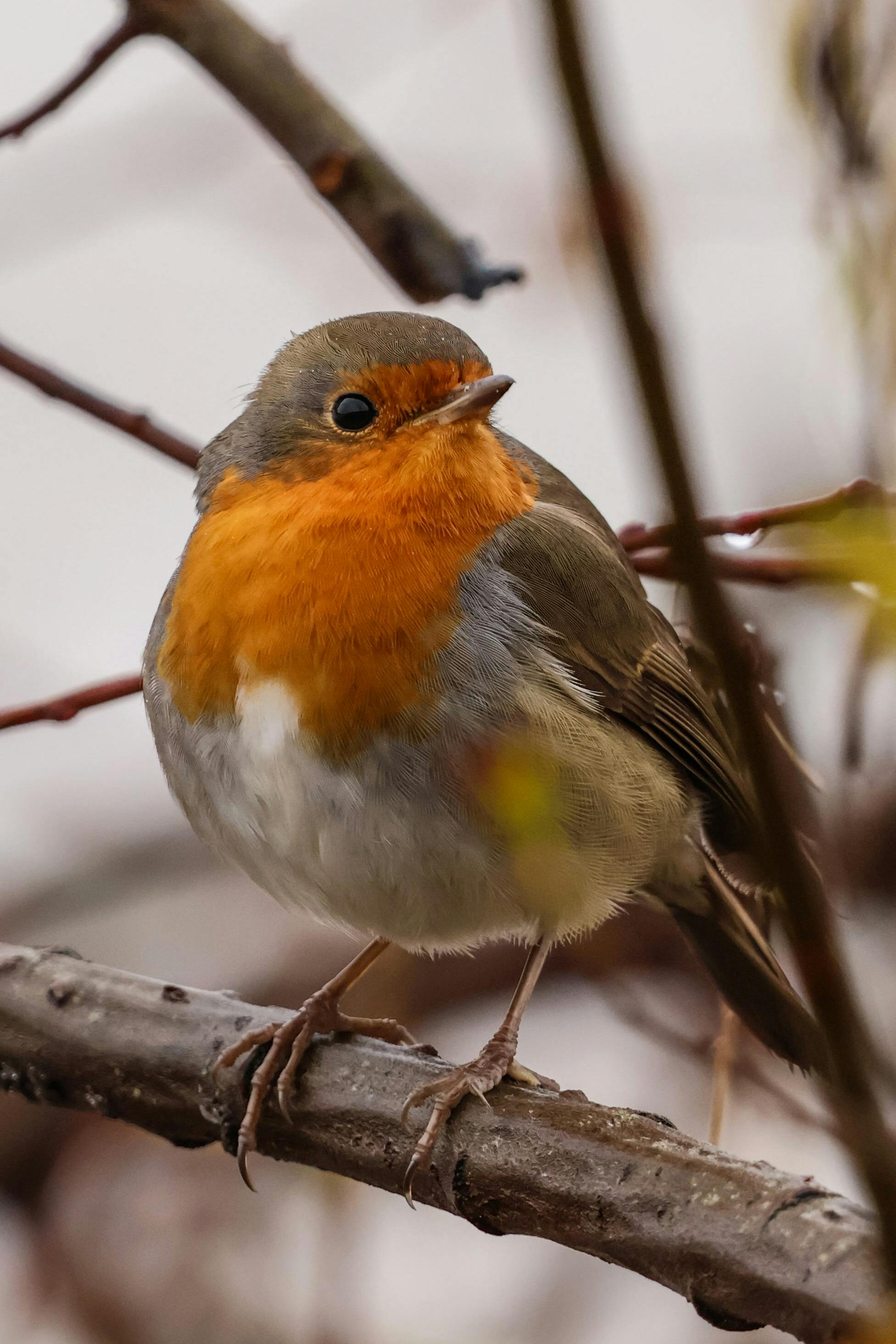 Cute+Pokies Photos, Download The BEST Free Cute+Pokies Stock Photos ...