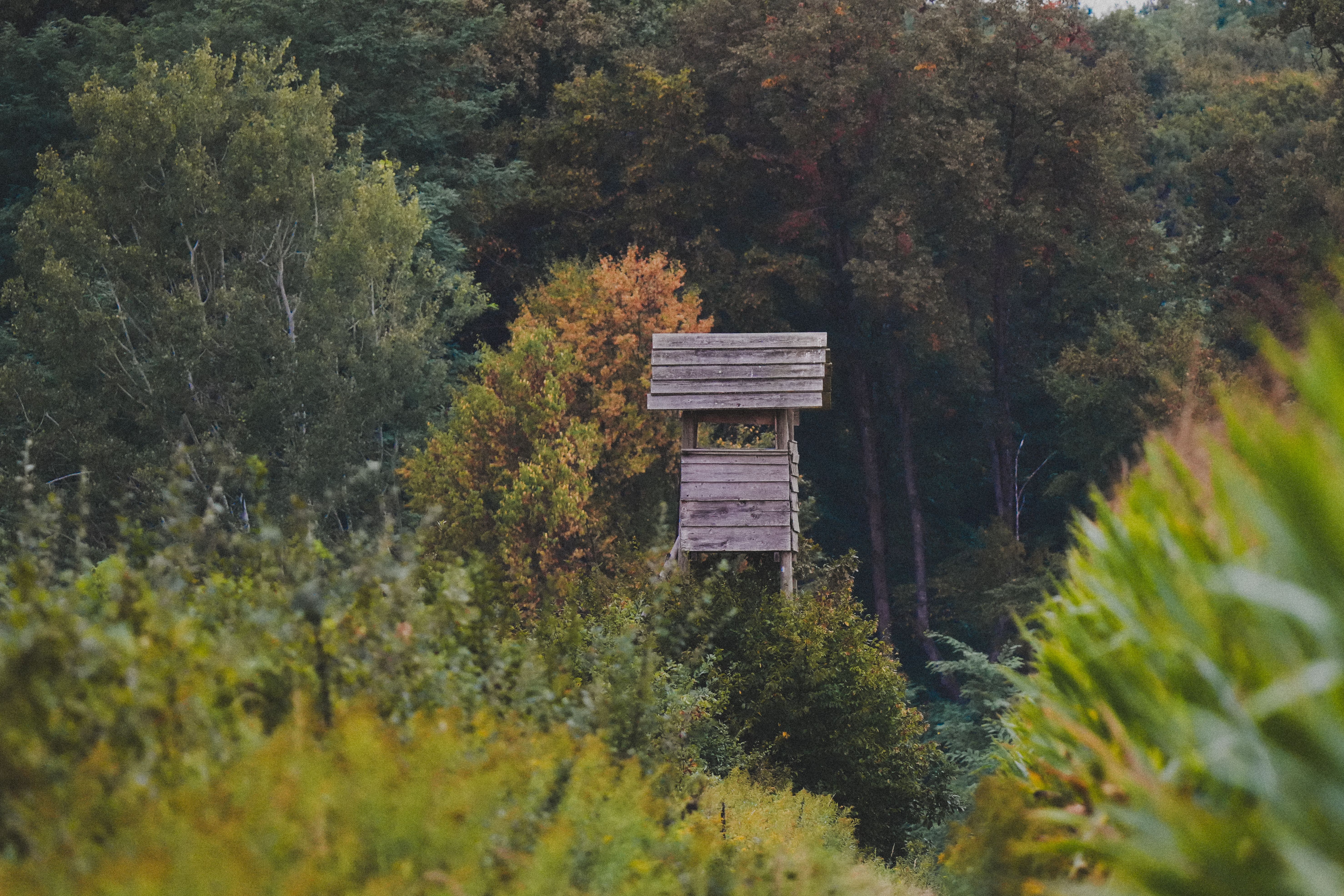 Wooden Watchtower in Lush Forest Landscape · Free Stock Photo