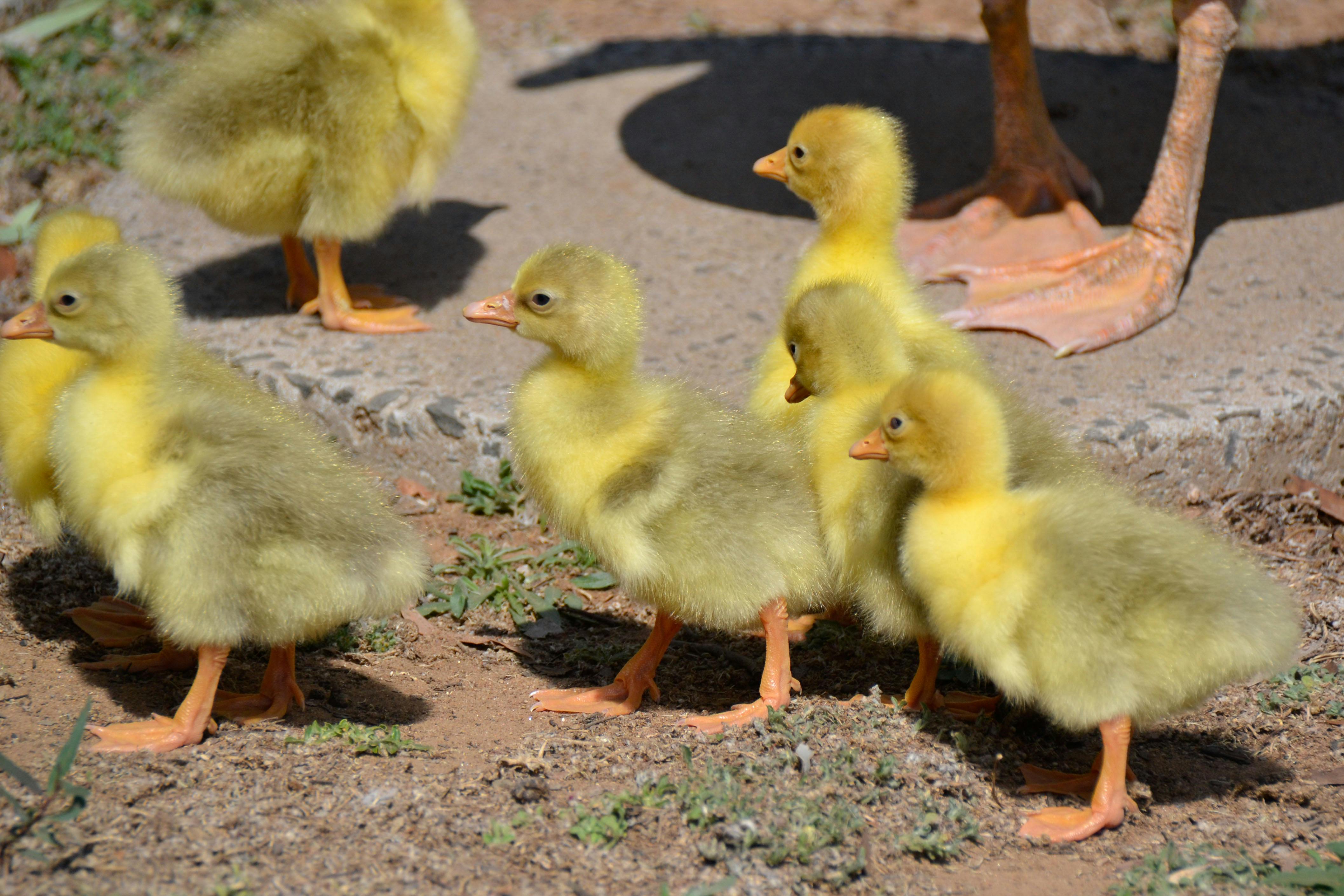 Cute+Pokies Photos, Download The BEST Free Cute+Pokies Stock Photos ...