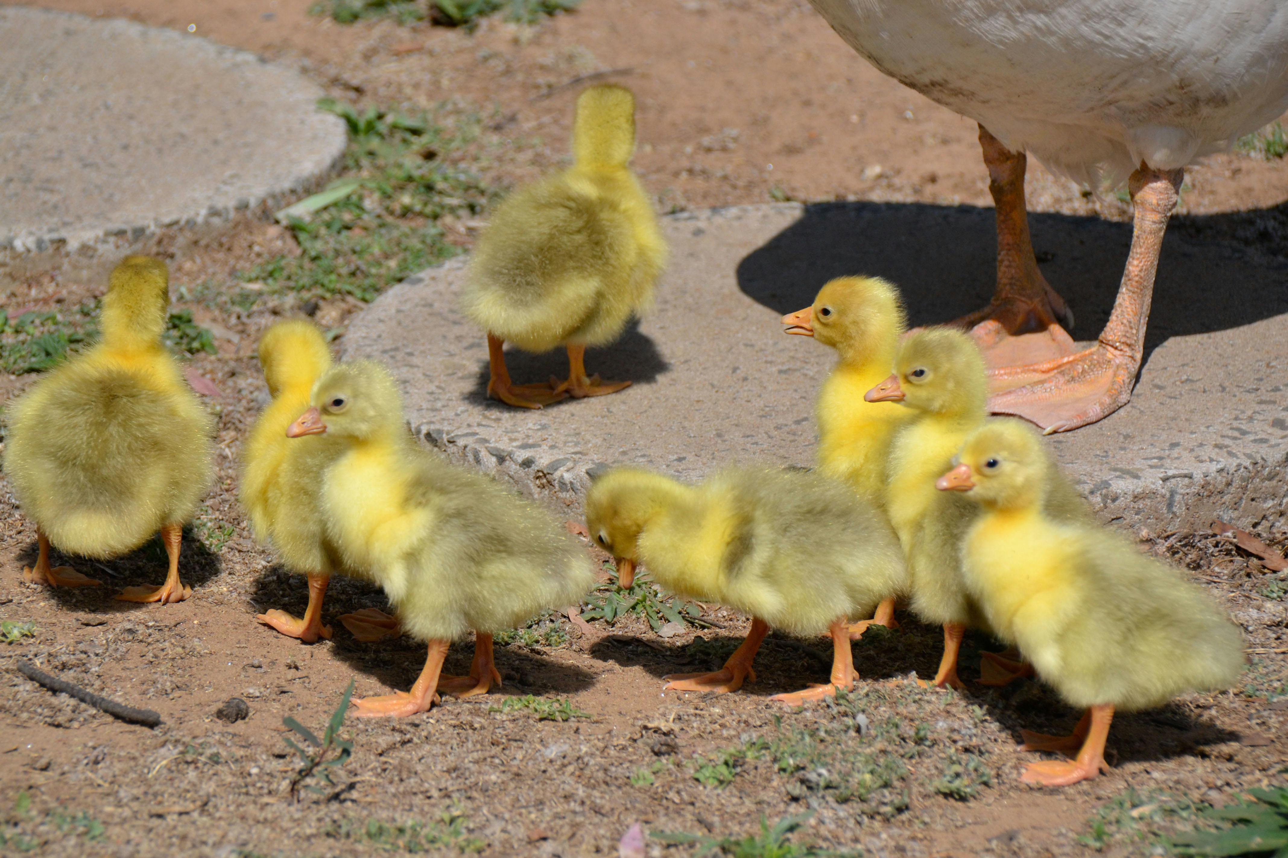 Cute+Pokies Photos, Download The BEST Free Cute+Pokies Stock Photos ...