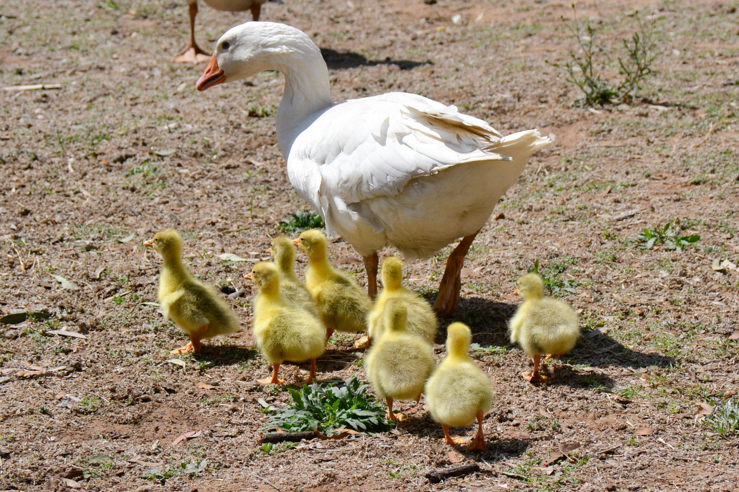 20.000+ Foto Angsa Terbaik · Unduh Gratis 100% · Foto Stok Pexels