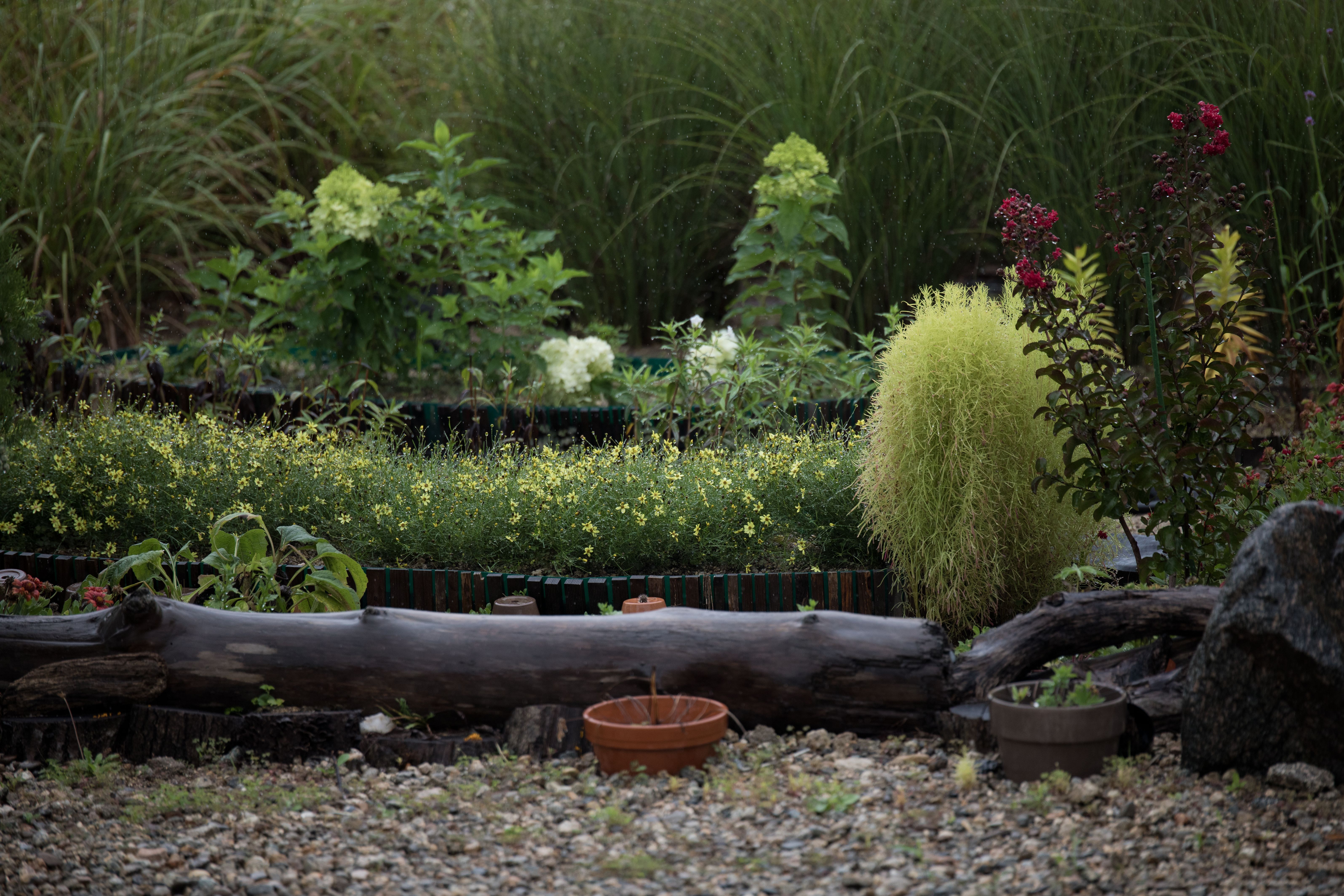 Native Plants In The Backyard Photos, Download The BEST Free Native ...