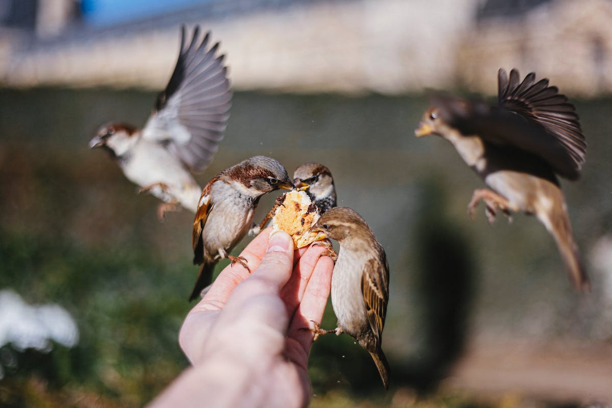 Sparrows On+A+Branch+Enjoy+Spring+Blooms Photos, Download The BEST Free Sparrows On+A+Branch ...