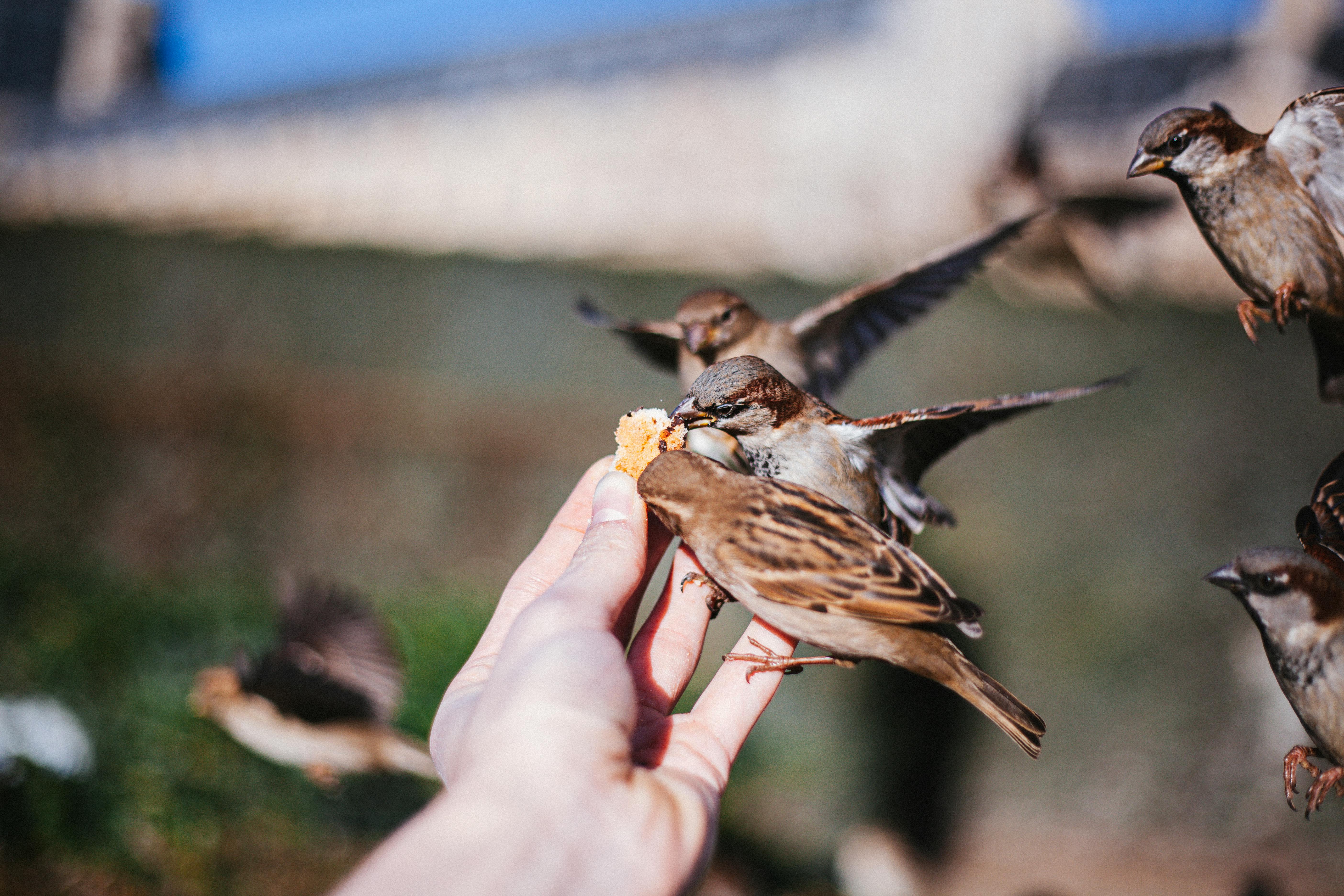 Sparrows Photos, Download The BEST Free Sparrows Stock Photos & HD Images