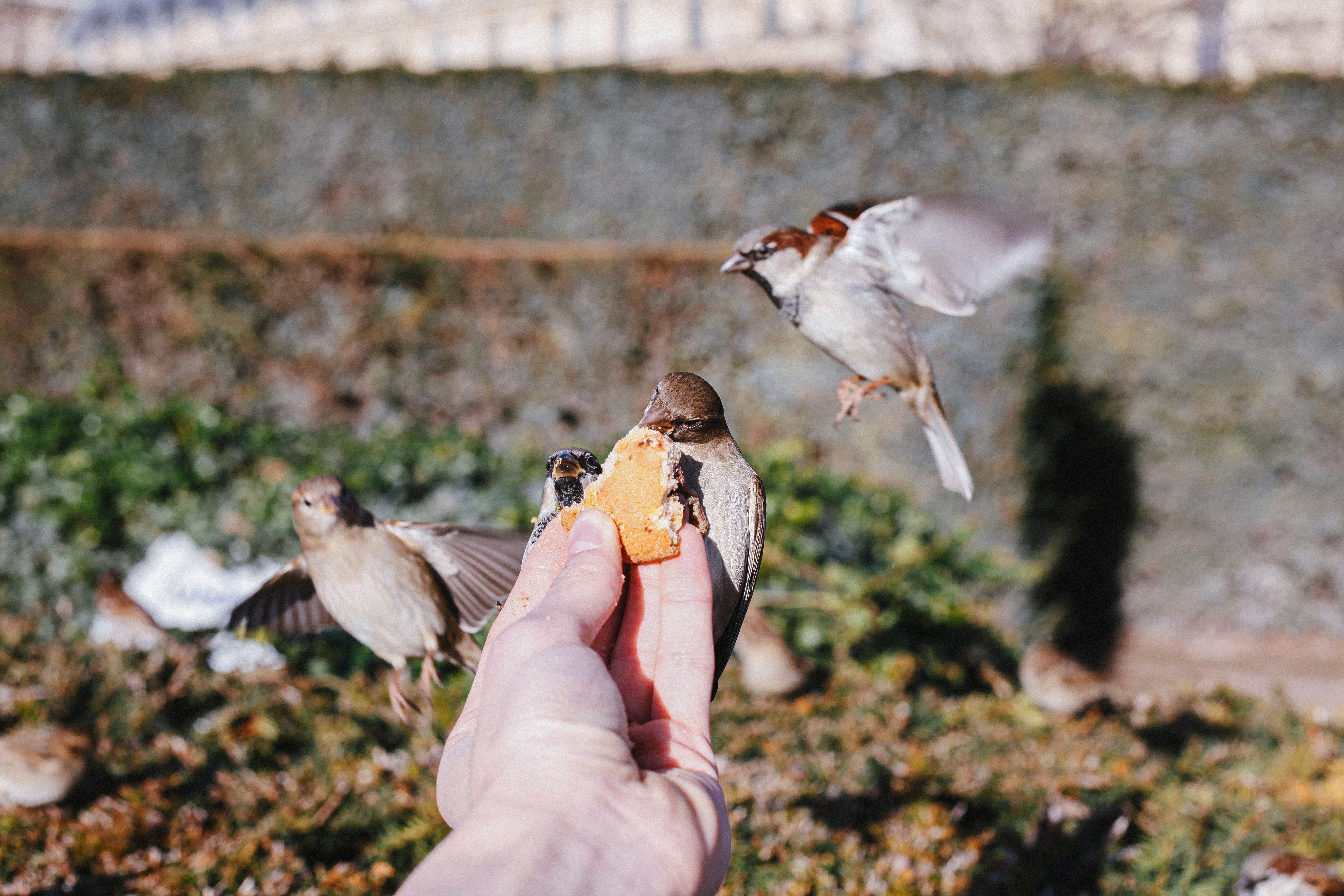 5 Birds Photos, Download The BEST Free 5 Birds Stock Photos & HD Images