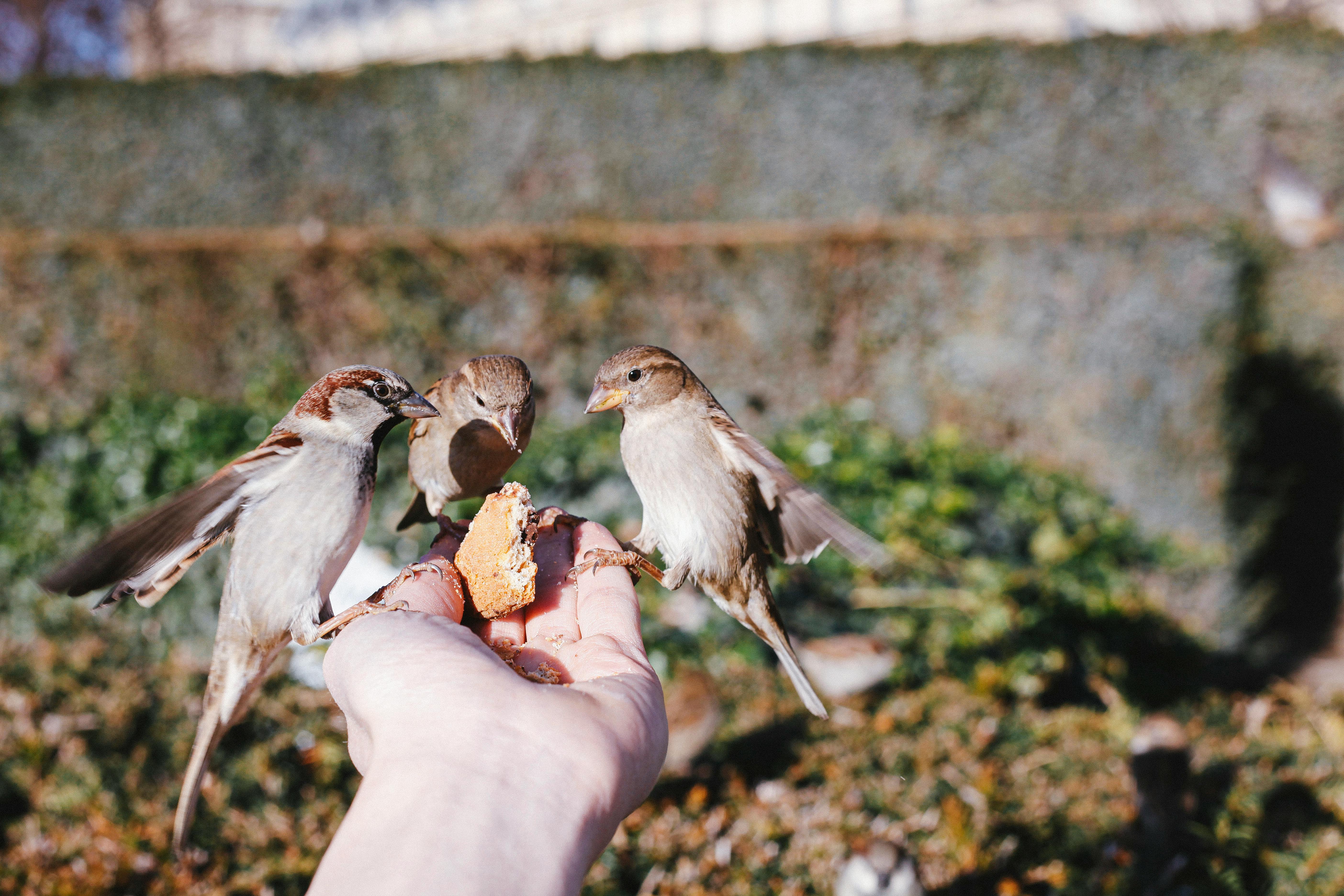 Sparrows Photos, Download The BEST Free Sparrows Stock Photos & HD Images