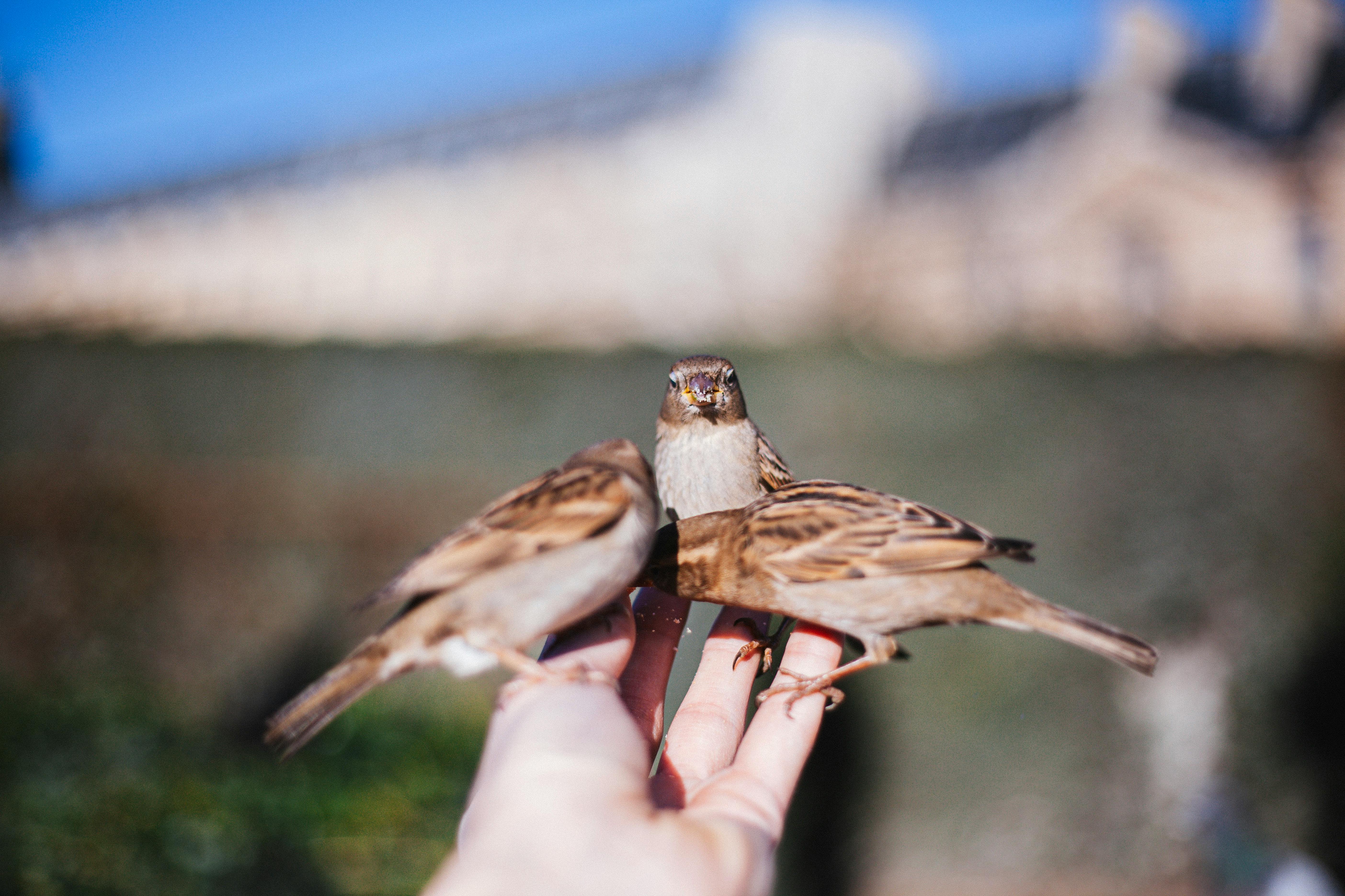 Sparrows Photos, Download The BEST Free Sparrows Stock Photos & HD Images