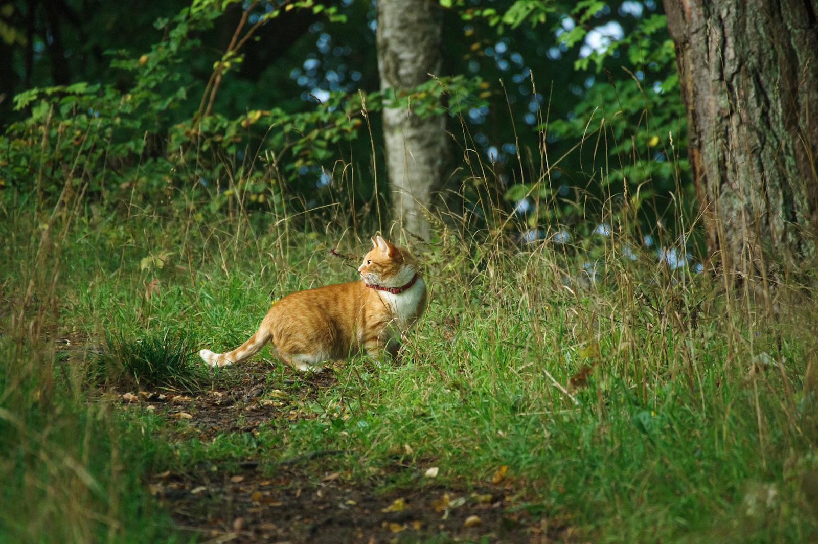 Sigma Cat Photos, Download The BEST Free Sigma Cat Stock Photos & HD Images