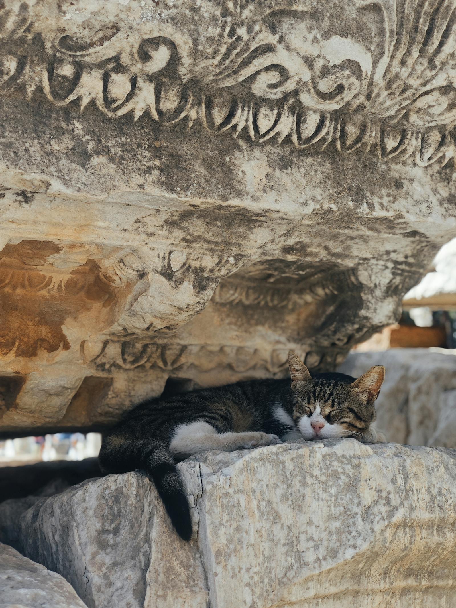 Sigma Cat Photos, Download The BEST Free Sigma Cat Stock Photos & HD Images