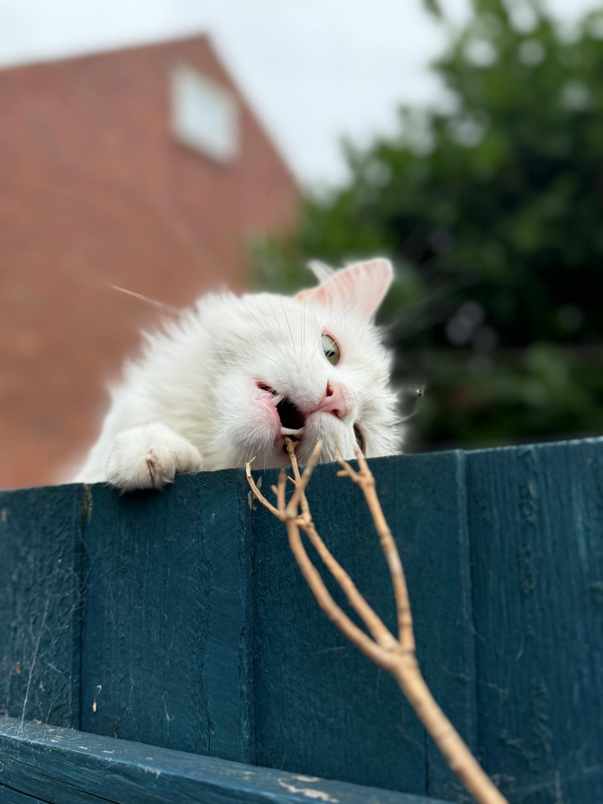 Sigma Cat Photos, Download The BEST Free Sigma Cat Stock Photos & HD Images