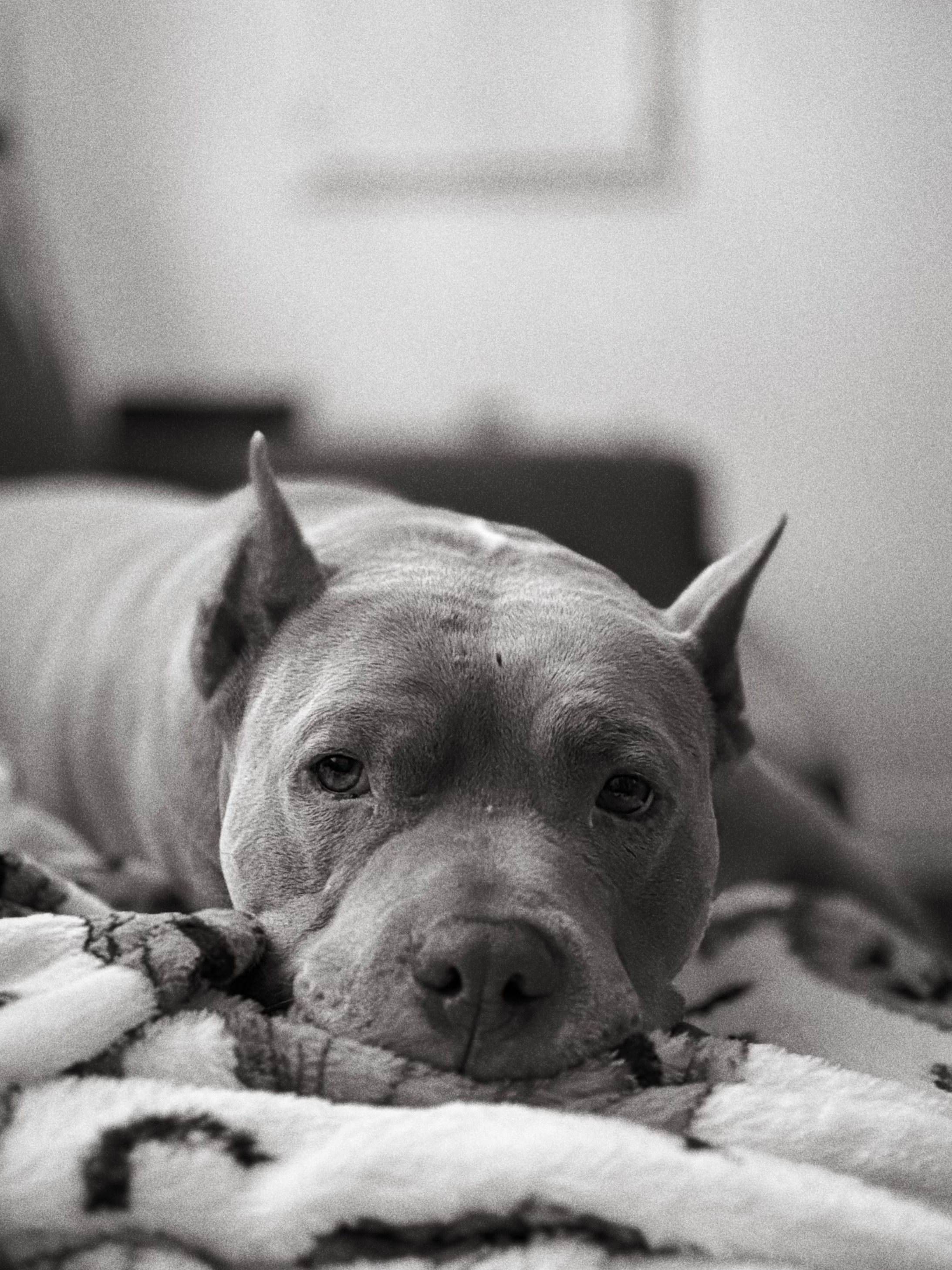 Black and White Portrait of Relaxed Pit Bull · Free Stock Photo