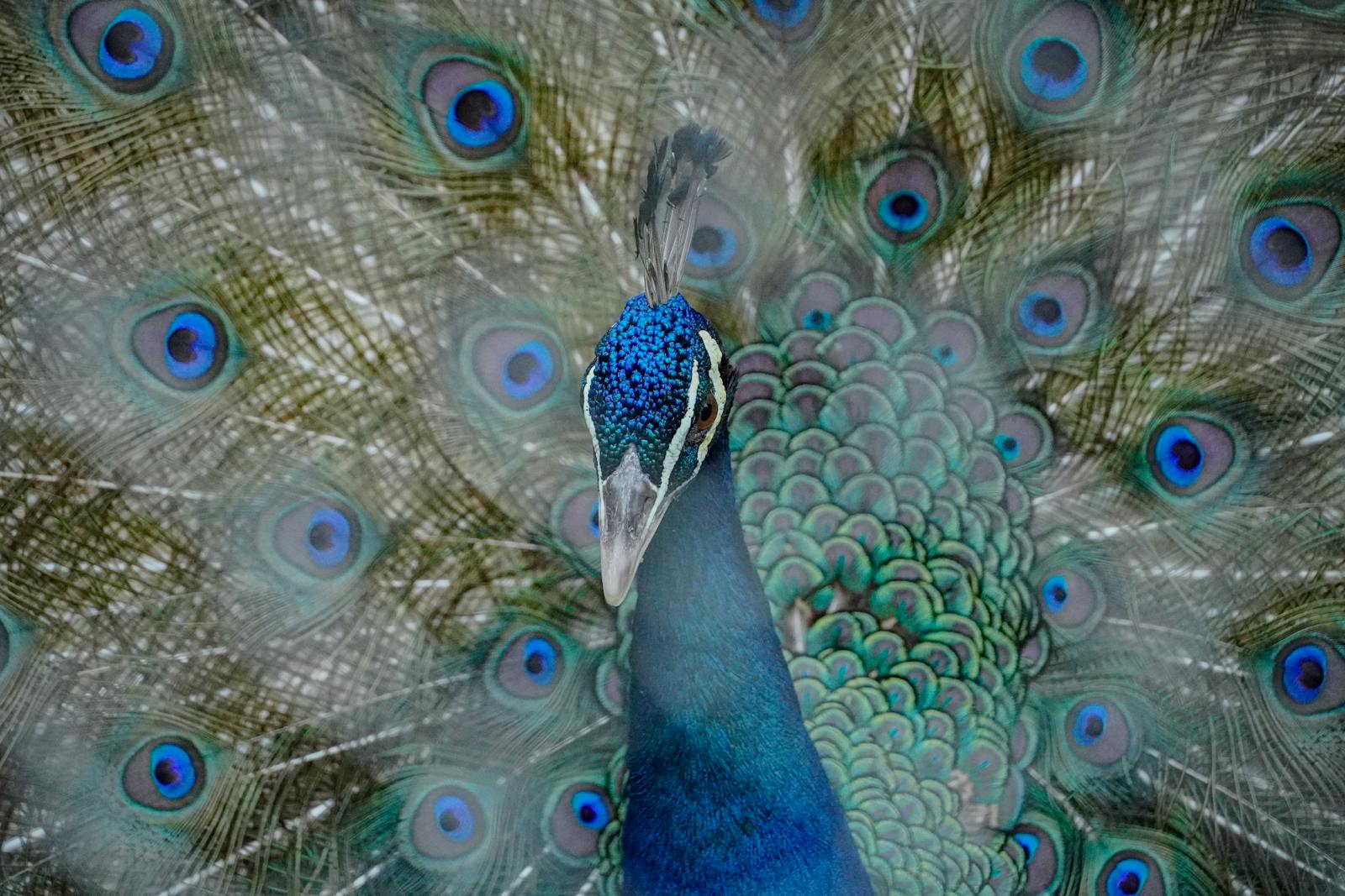 Peacock Bird Photos, Download The BEST Free Peacock Bird Stock Photos ...