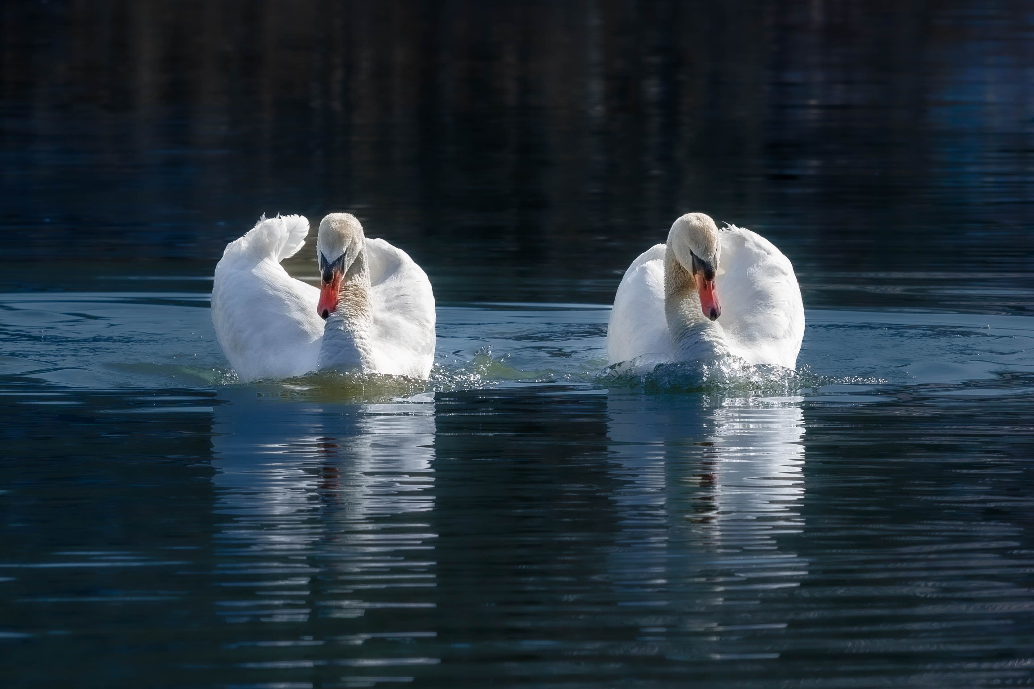 Stillness Photos, Download The BEST Free Stillness Stock Photos & HD Images