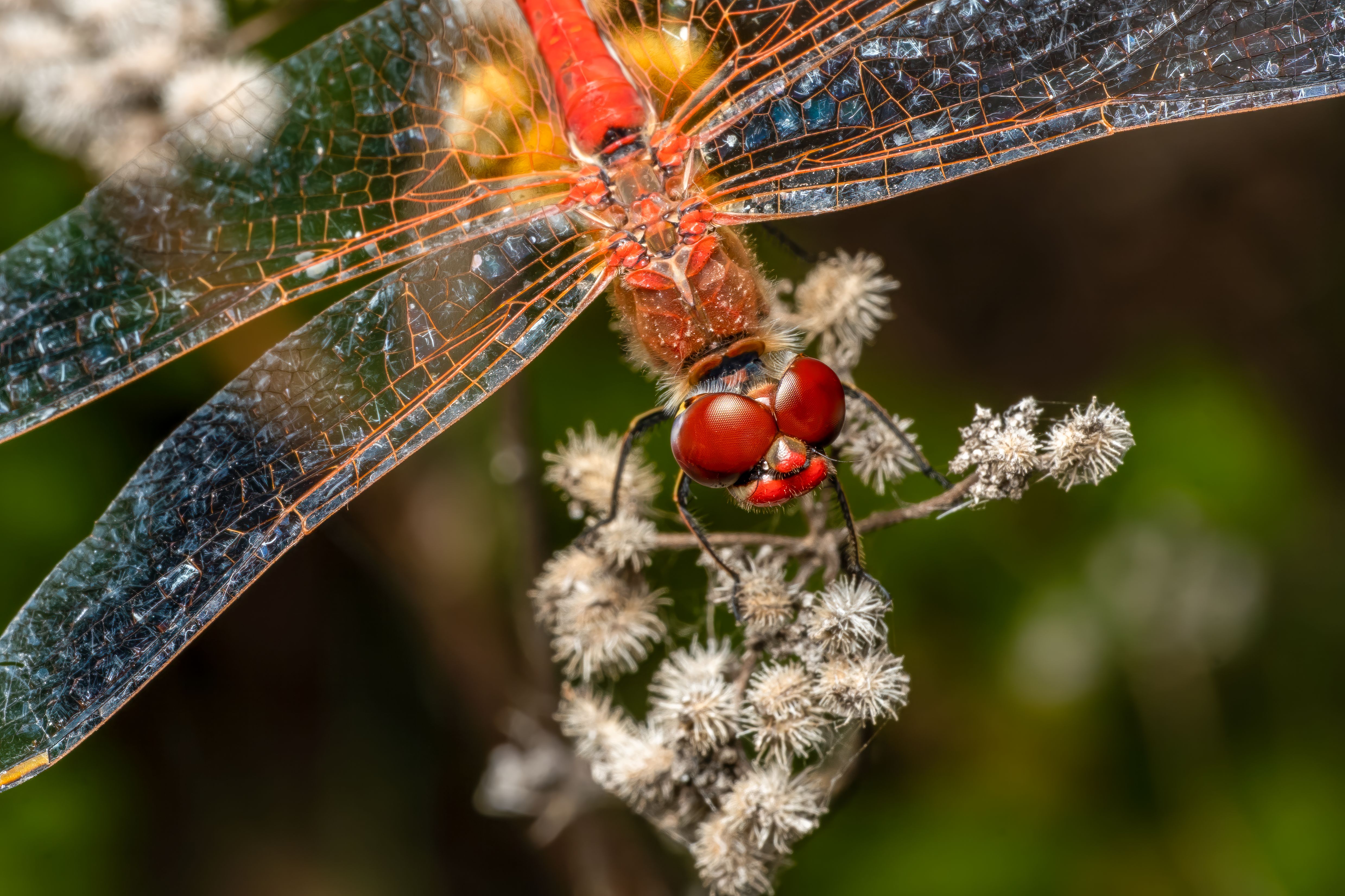 Invertebrates Photos, Download The BEST Free Invertebrates Stock Photos ...