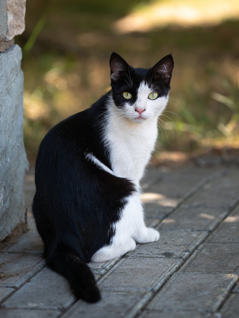 Sigma Cat Photos, Download The BEST Free Sigma Cat Stock Photos & HD Images