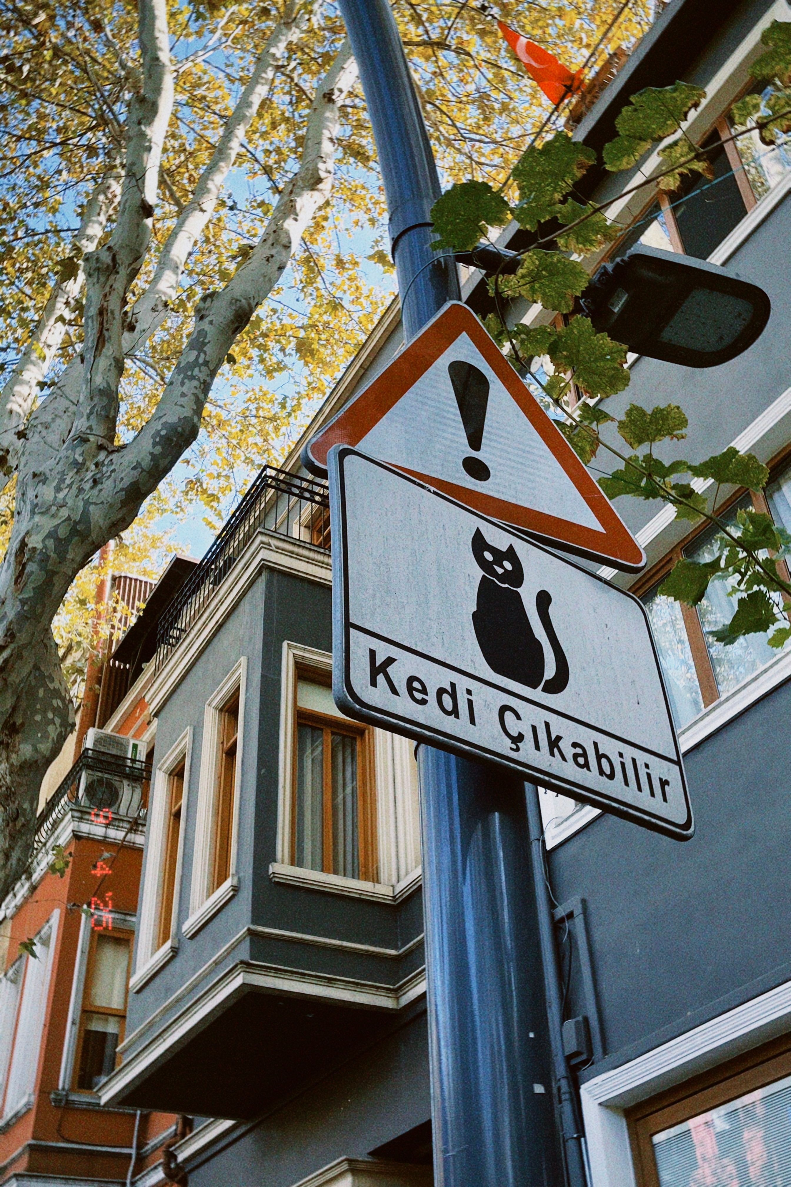 Kedi+Pedi Photos, Download The BEST Free Kedi+Pedi Stock Photos & HD Images