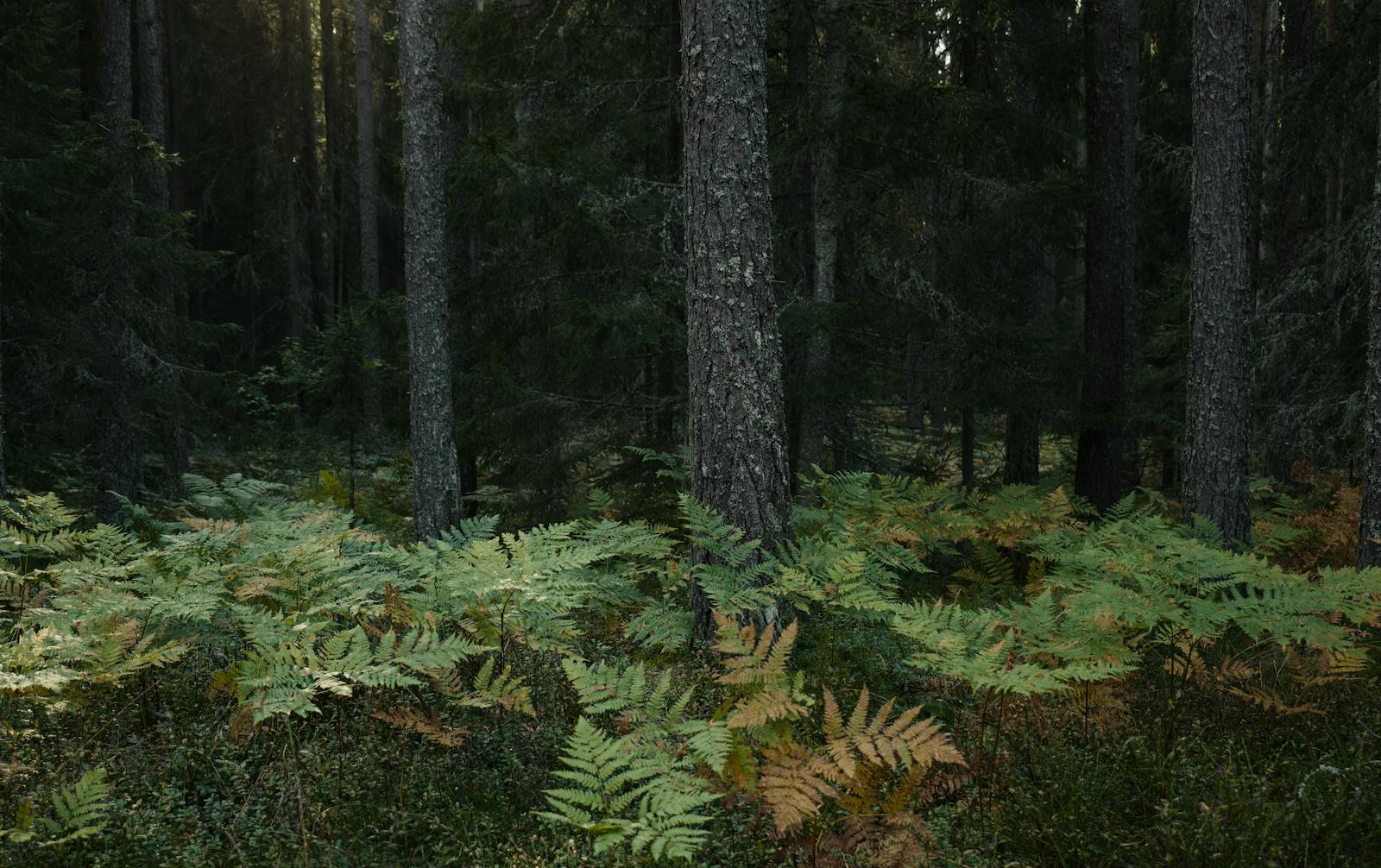 Temperate Forest Photos, Download The BEST Free Temperate Forest Stock ...