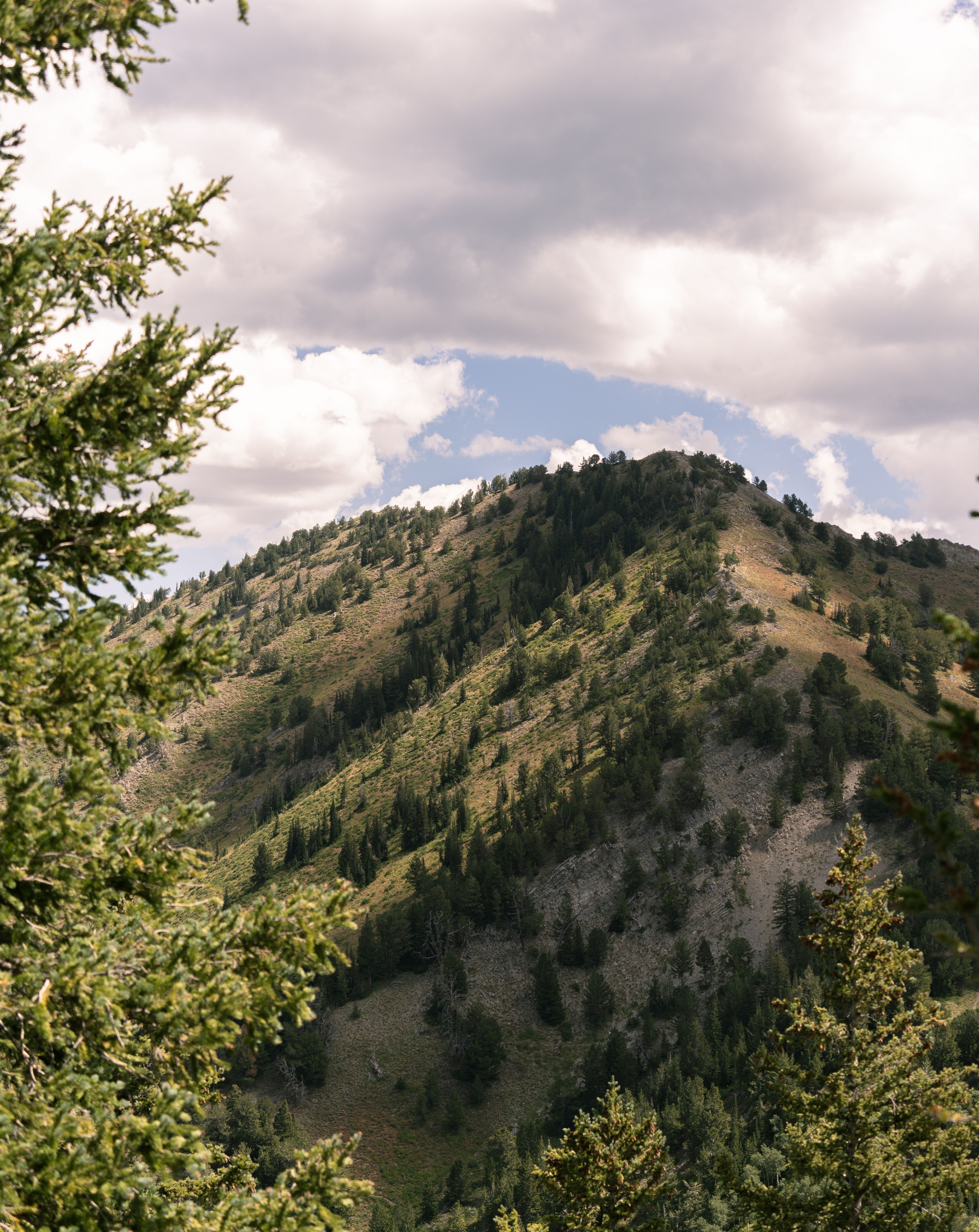 National Forest Photos, Download The BEST Free National Forest Stock ...
