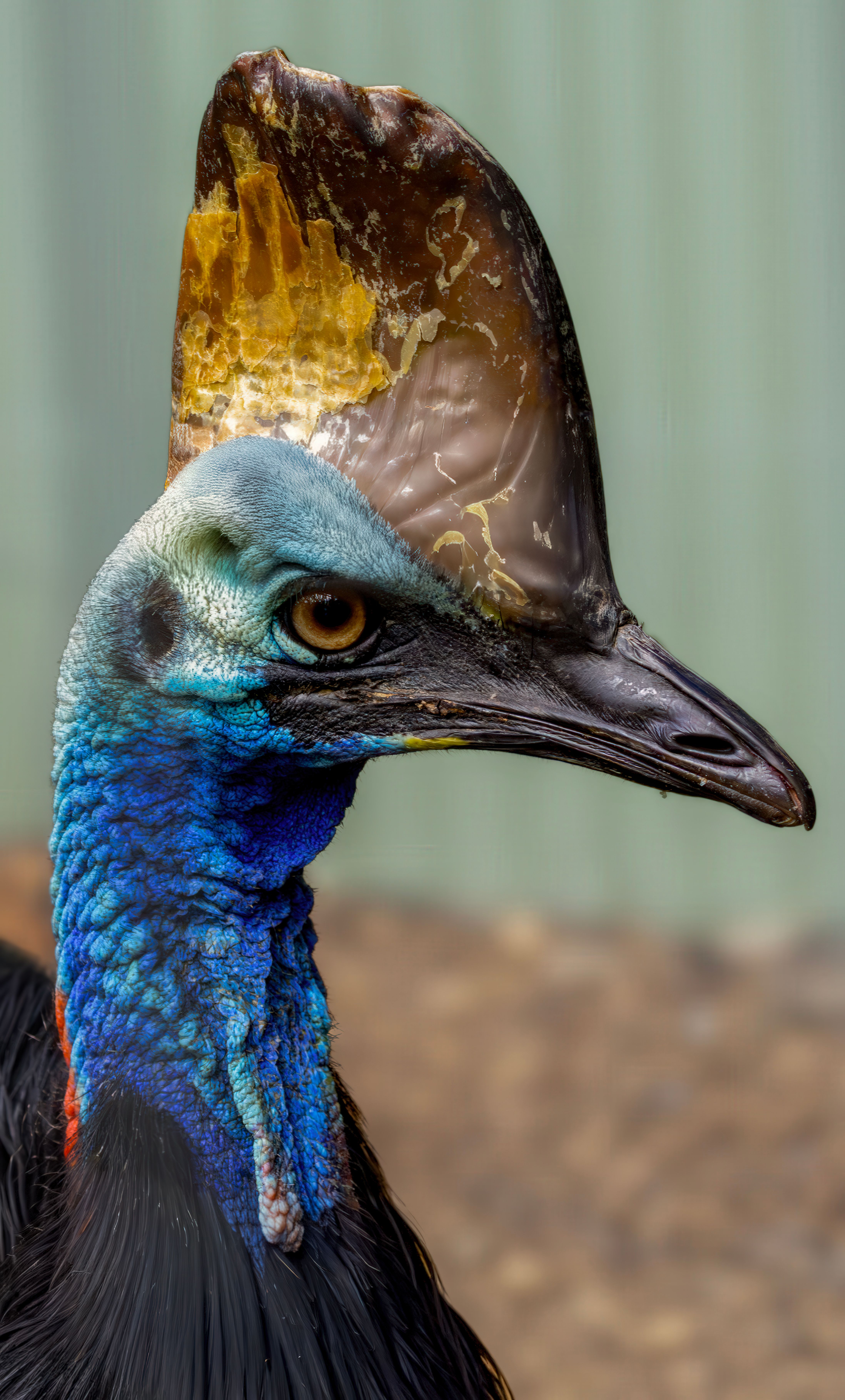 Close-up of a Southern Cassowary in Australia · Free Stock Photo