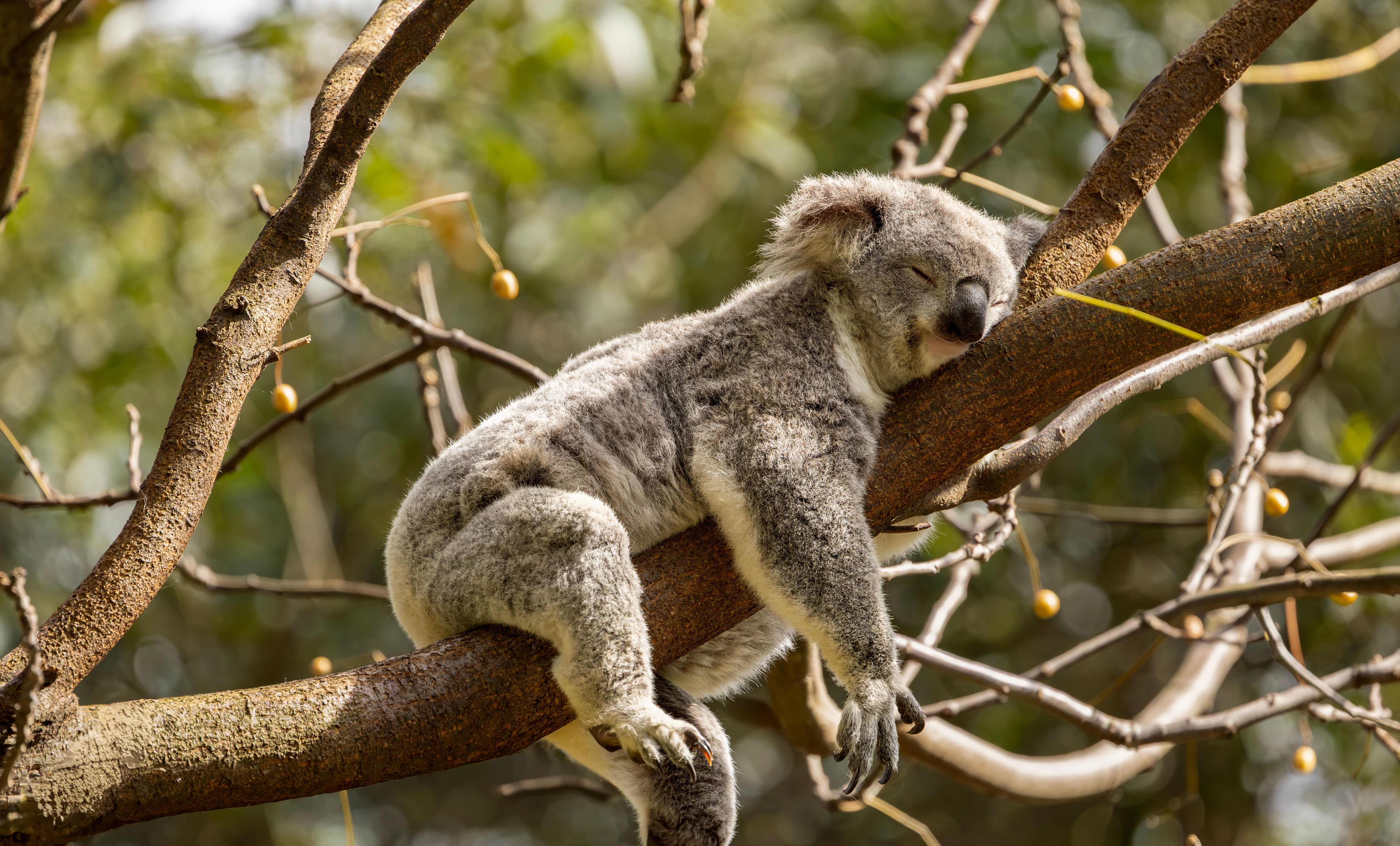 Koala Bear Photos, Download The BEST Free Koala Bear Stock Photos & HD ...