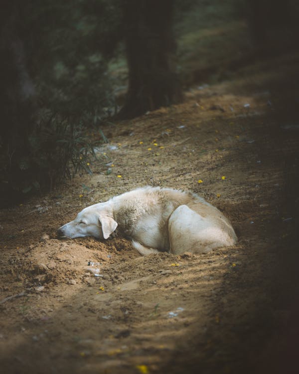 Sad Dog Photos, Download The BEST Free Sad Dog Stock Photos & HD Images