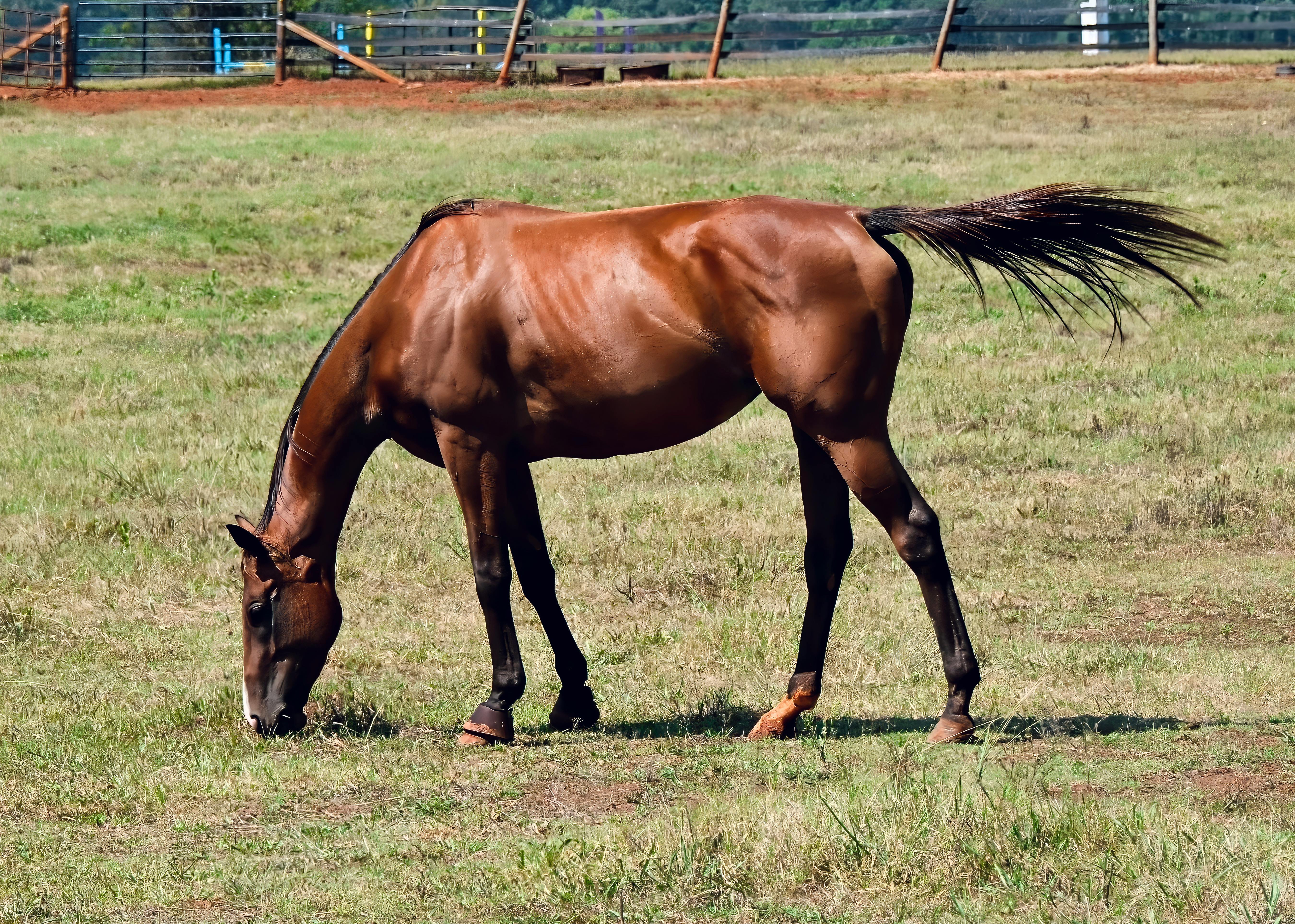 Horse Skin Diseases Photos: Identifying Common Conditions