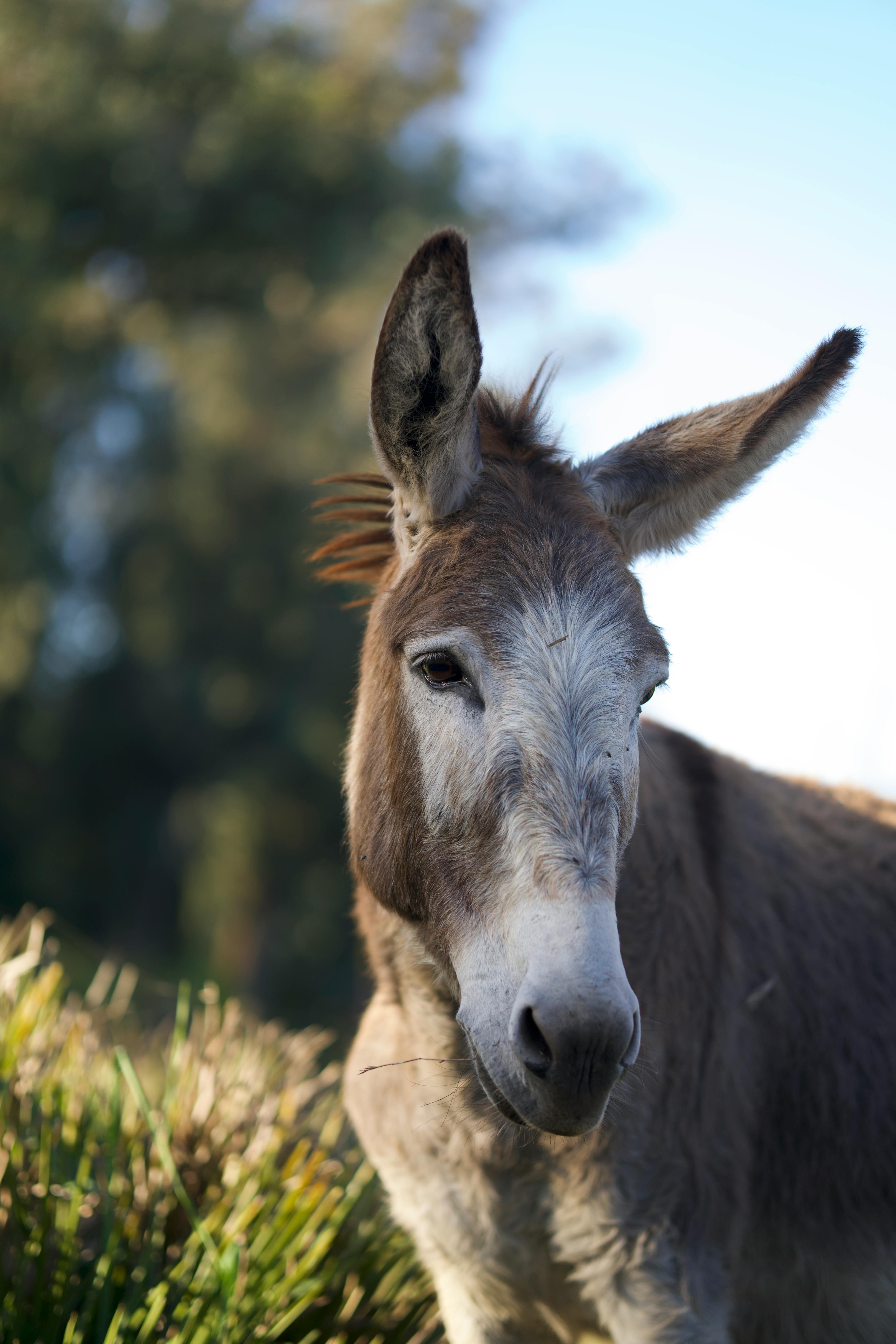 Donkey Images Photos, Download The BEST Free Donkey Images Stock Photos ...