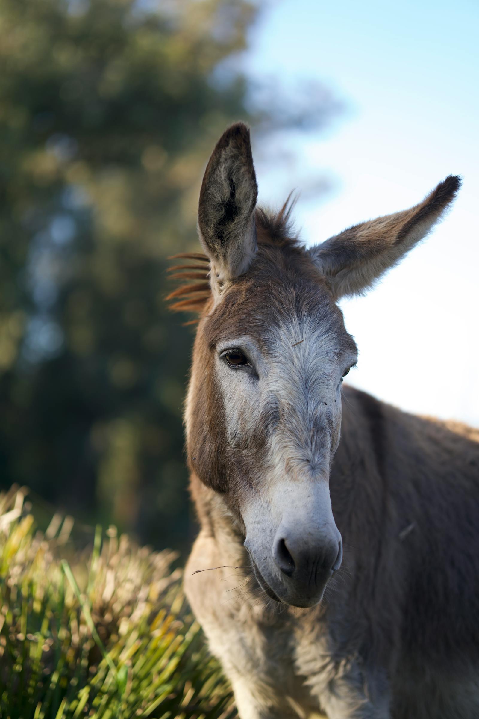 Donkey Images Photos, Download The BEST Free Donkey Images Stock Photos & HD Images