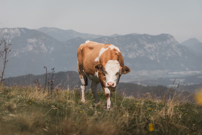 Cow Images Photos, Download The BEST Free Cow Images Stock Photos & HD ...