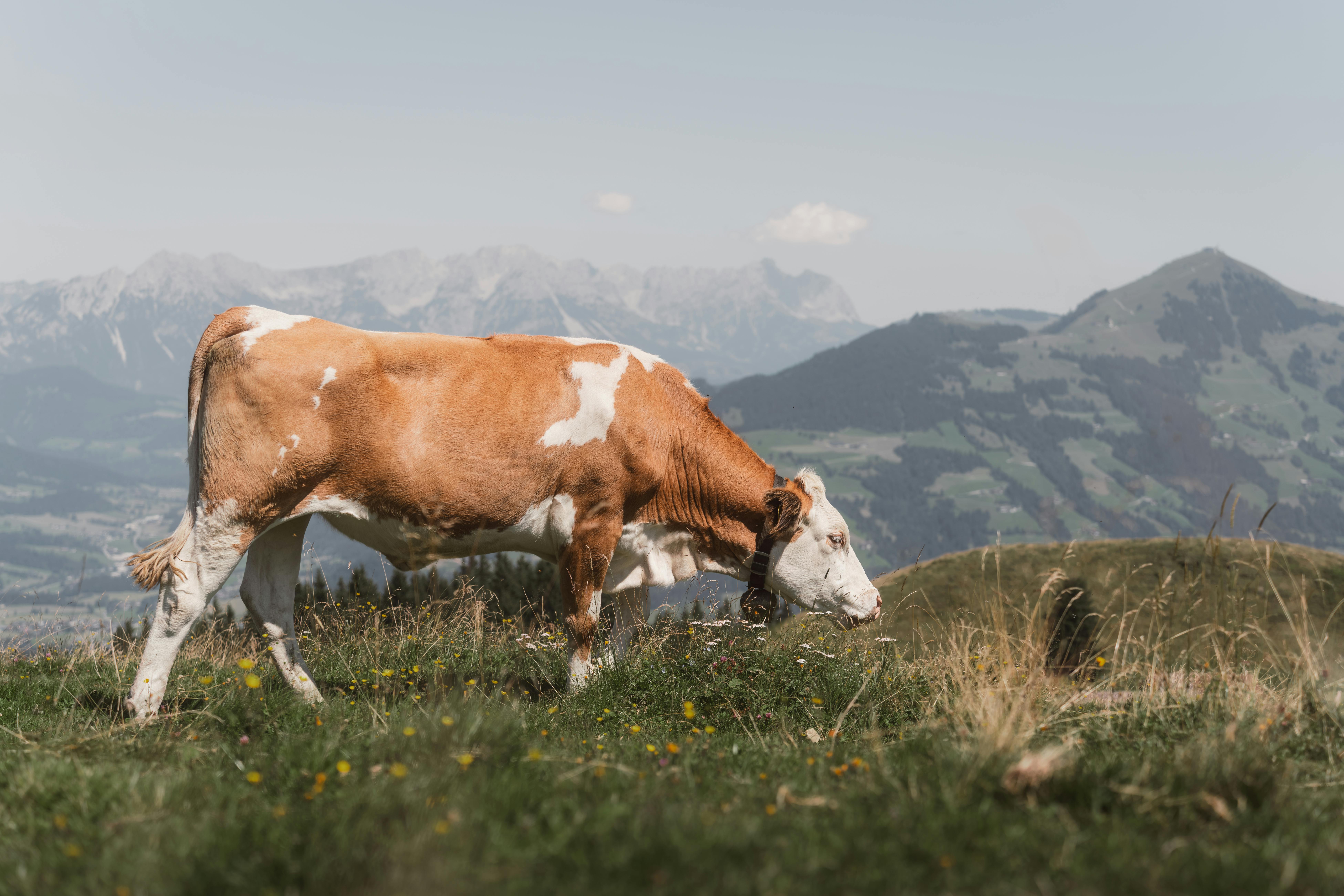 Unsplash, Pexels, Or Pixabay Photos, Download The BEST Free Unsplash ...