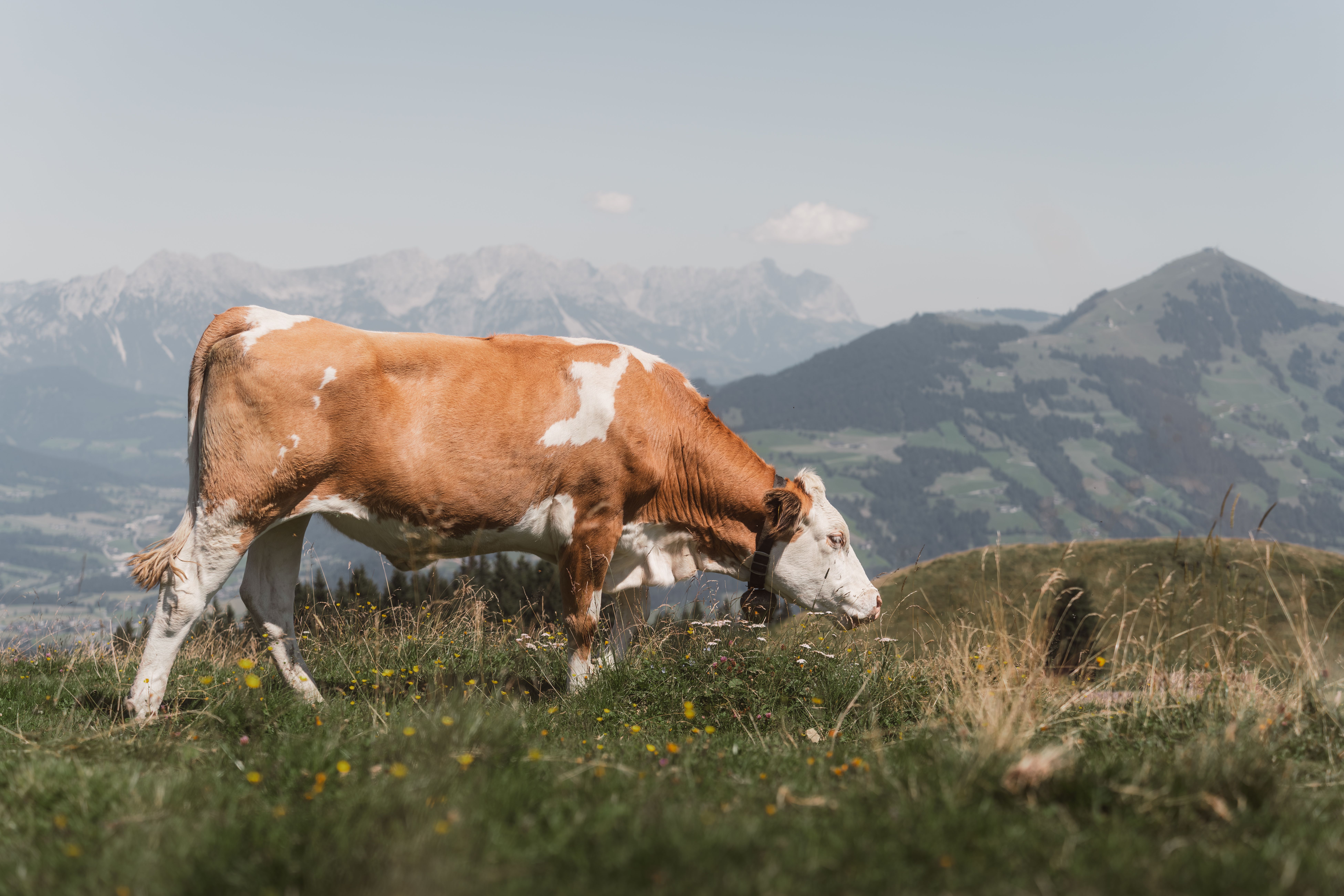 Desktop Wallpaper Highland Cow Photos, Download The BEST Free Desktop ...