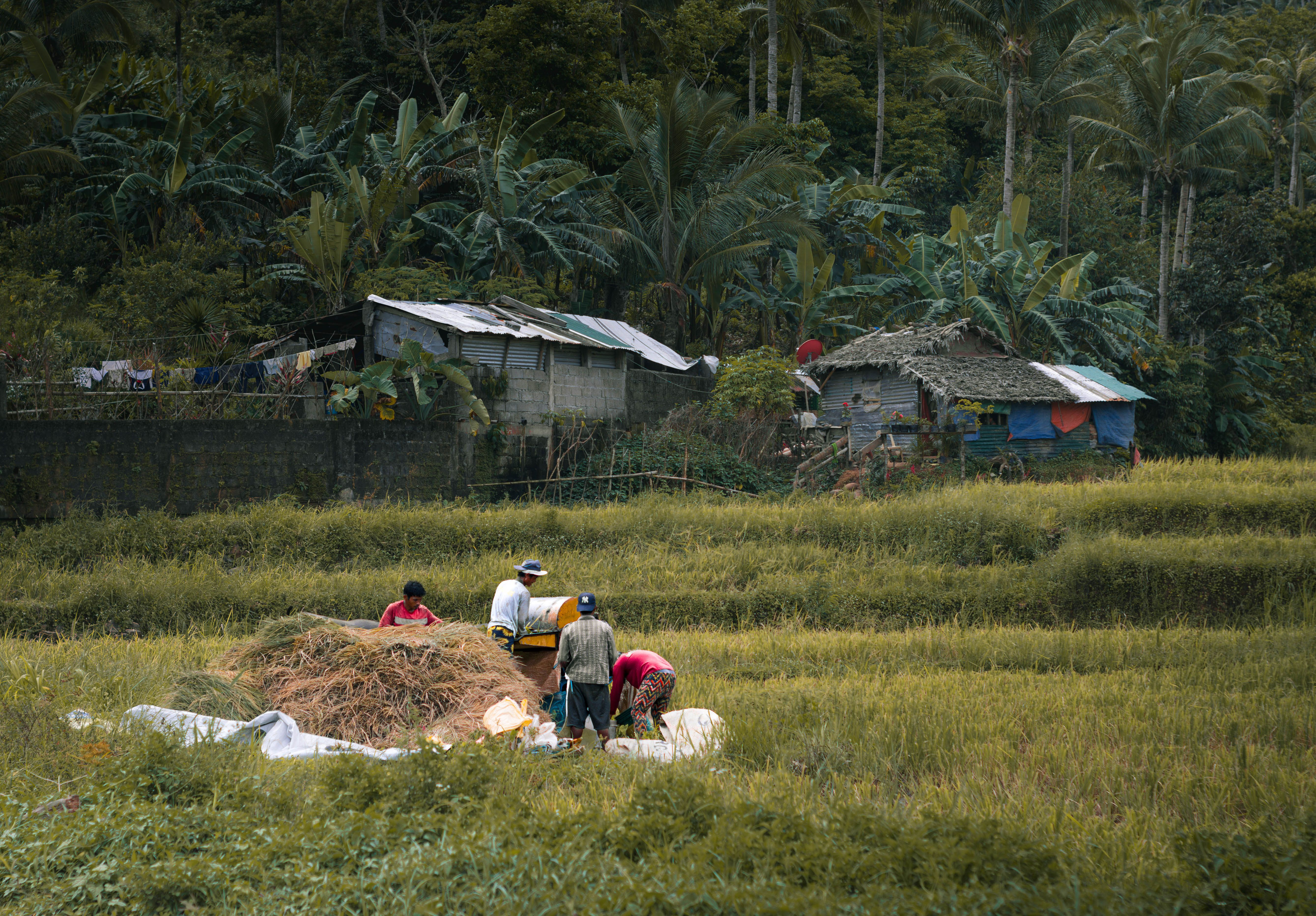 Farmers Crops Philippines Photos, Download The BEST Free Farmers Crops ...