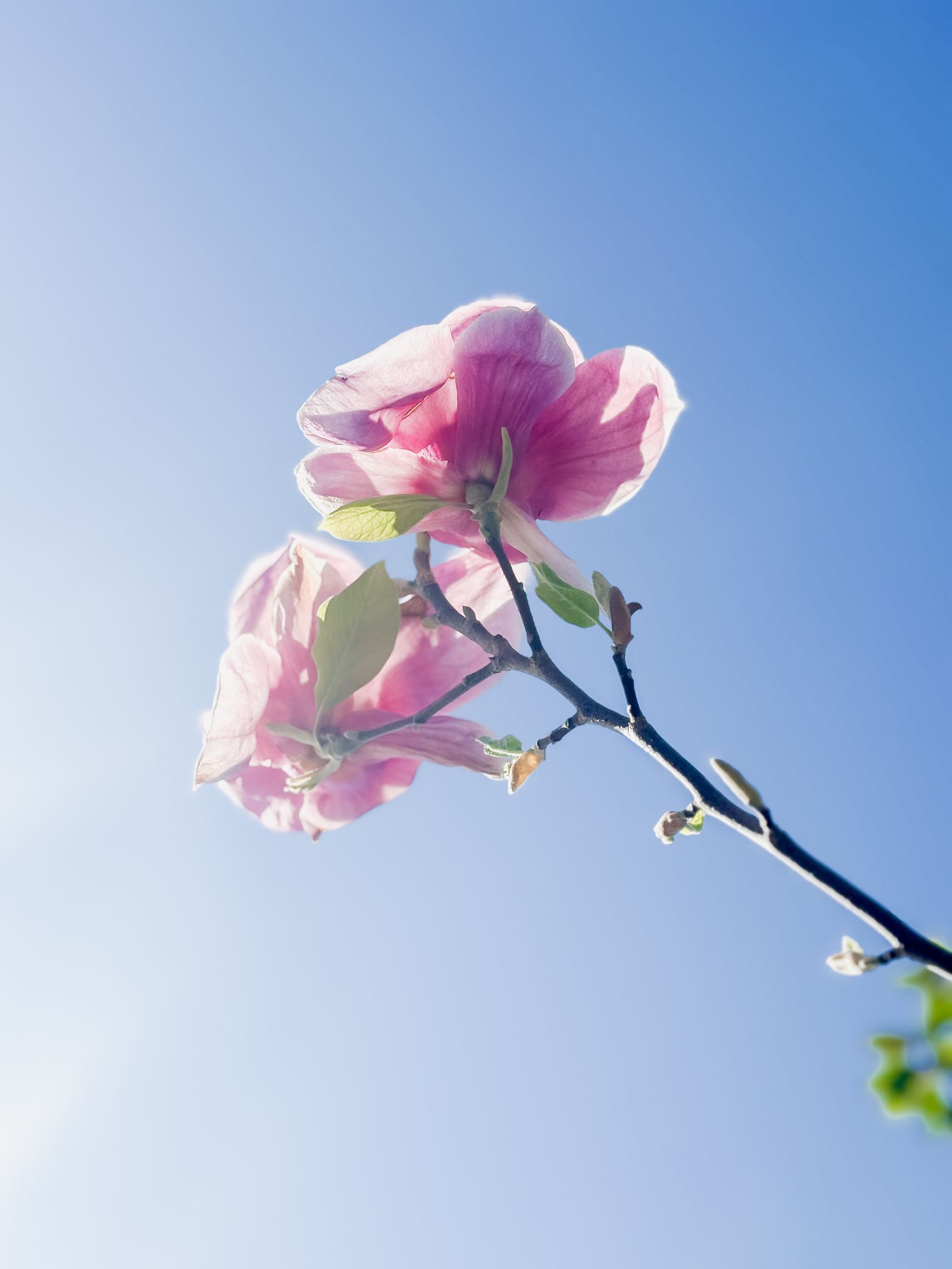 184px X 184px Photos, Download The BEST Free 184px X 184px Stock Photos ...