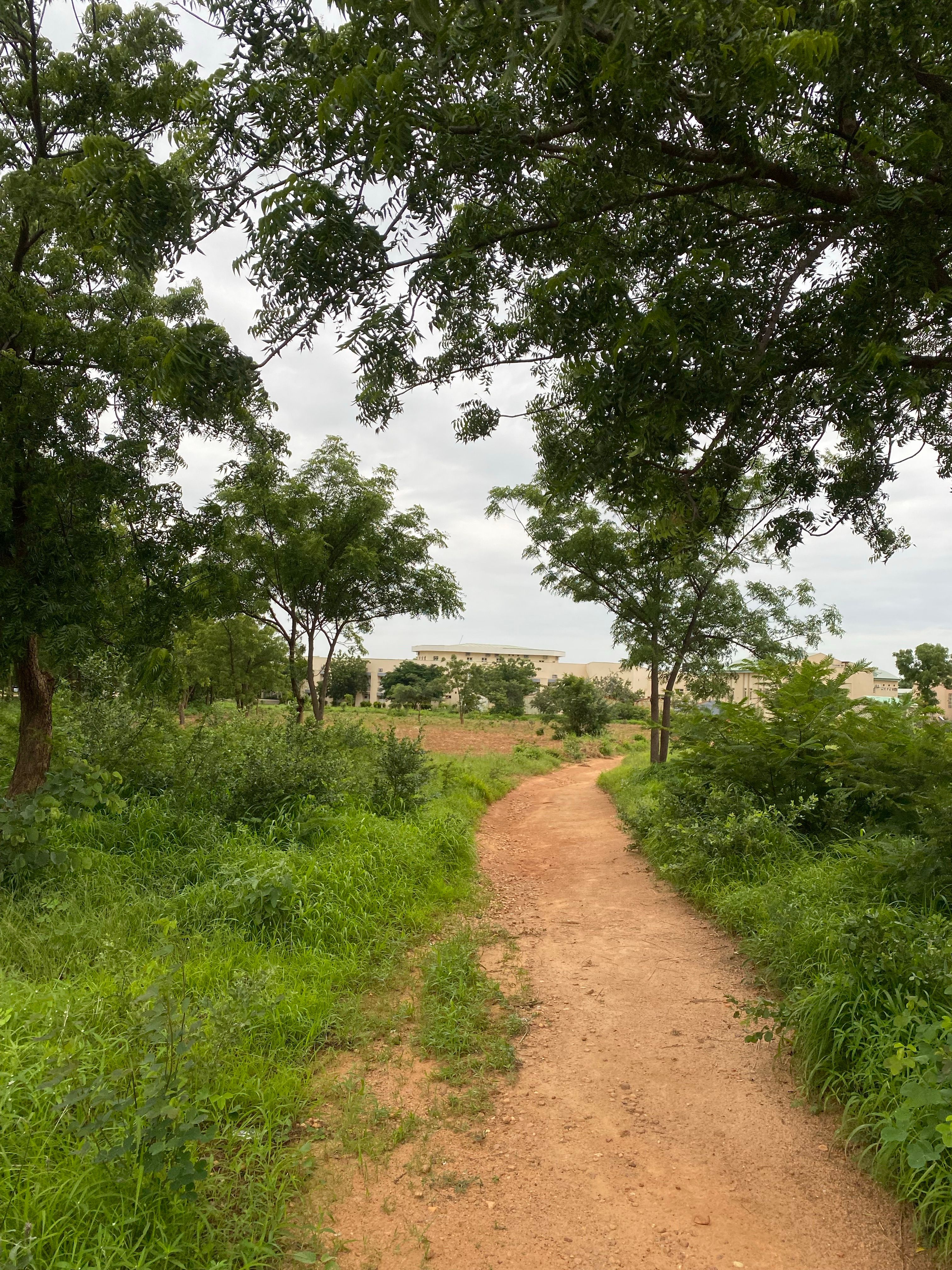Serene Dirt Path Through Lush Green Forest · Free Stock Photo