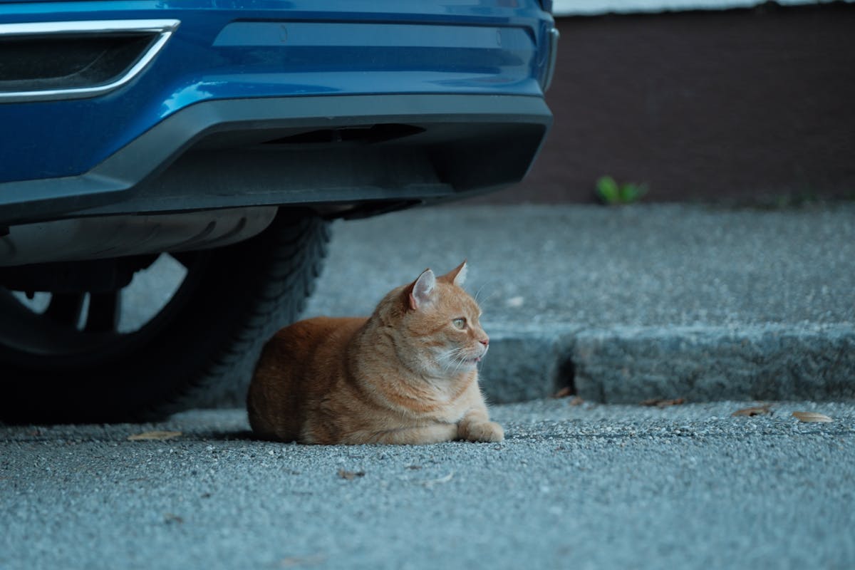 Sigma Cat Photos, Download The BEST Free Sigma Cat Stock Photos & HD Images