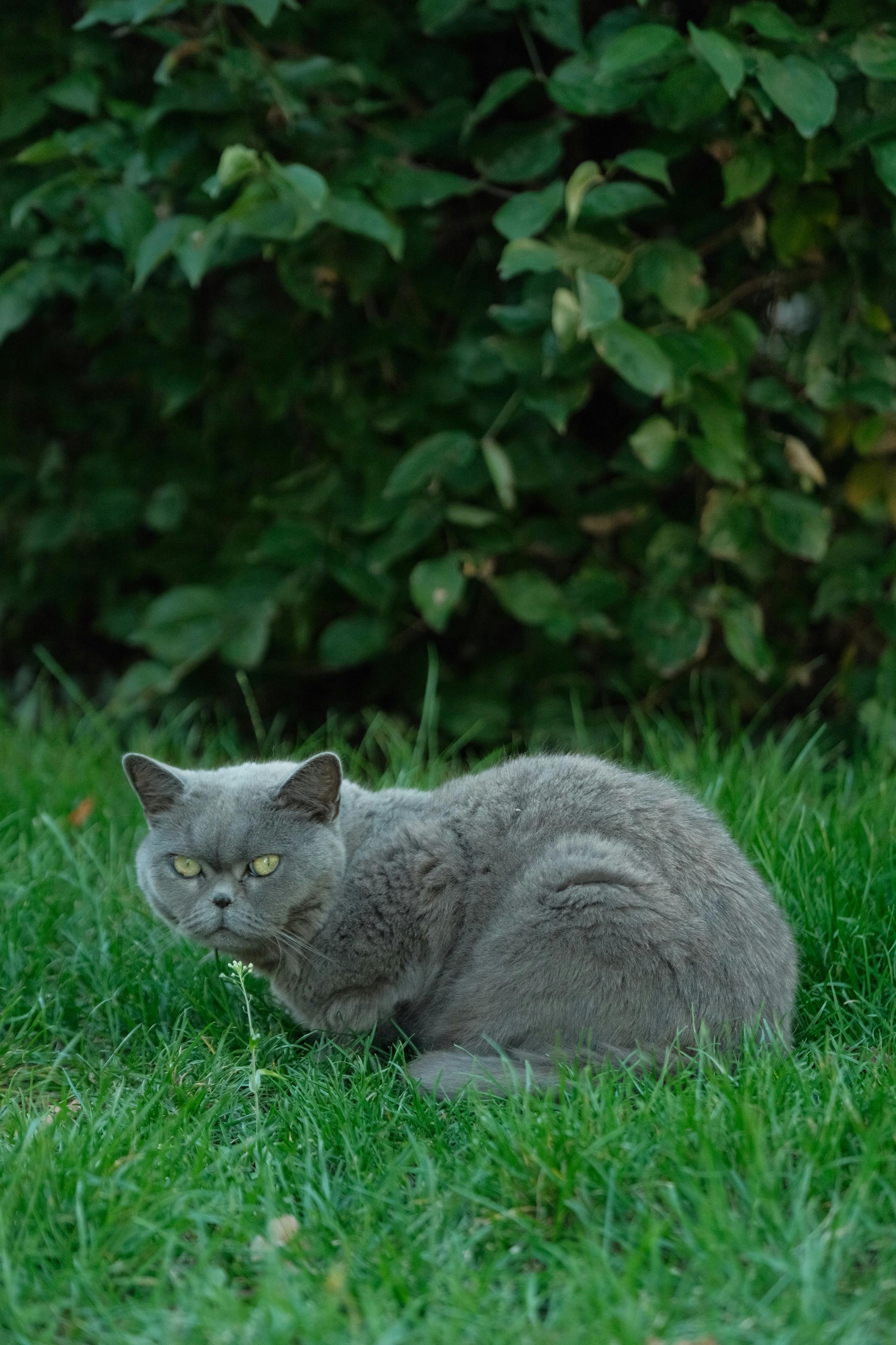 Sigma Cat Photos, Download The BEST Free Sigma Cat Stock Photos & HD Images