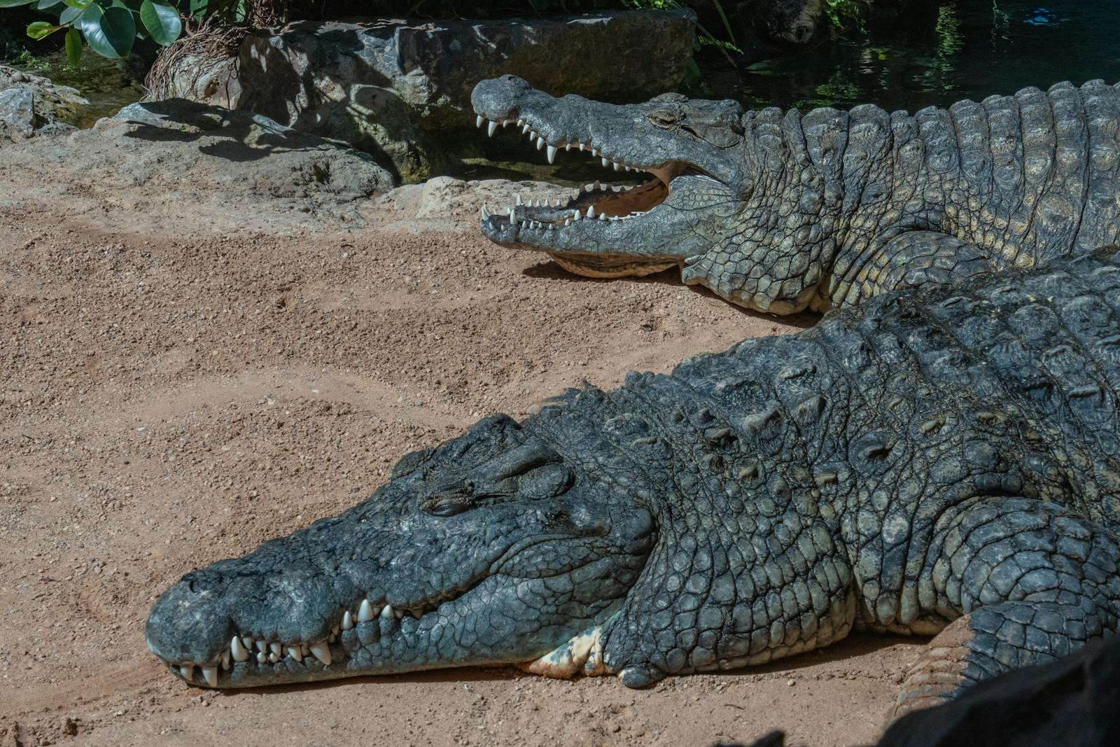 Bombardino Crocodile Photos, Download The BEST Free Bombardino ...