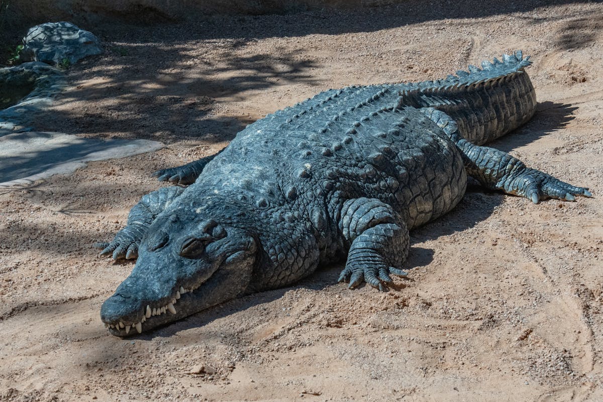 Bombardino Crocodile Photos, Download The BEST Free Bombardino ...