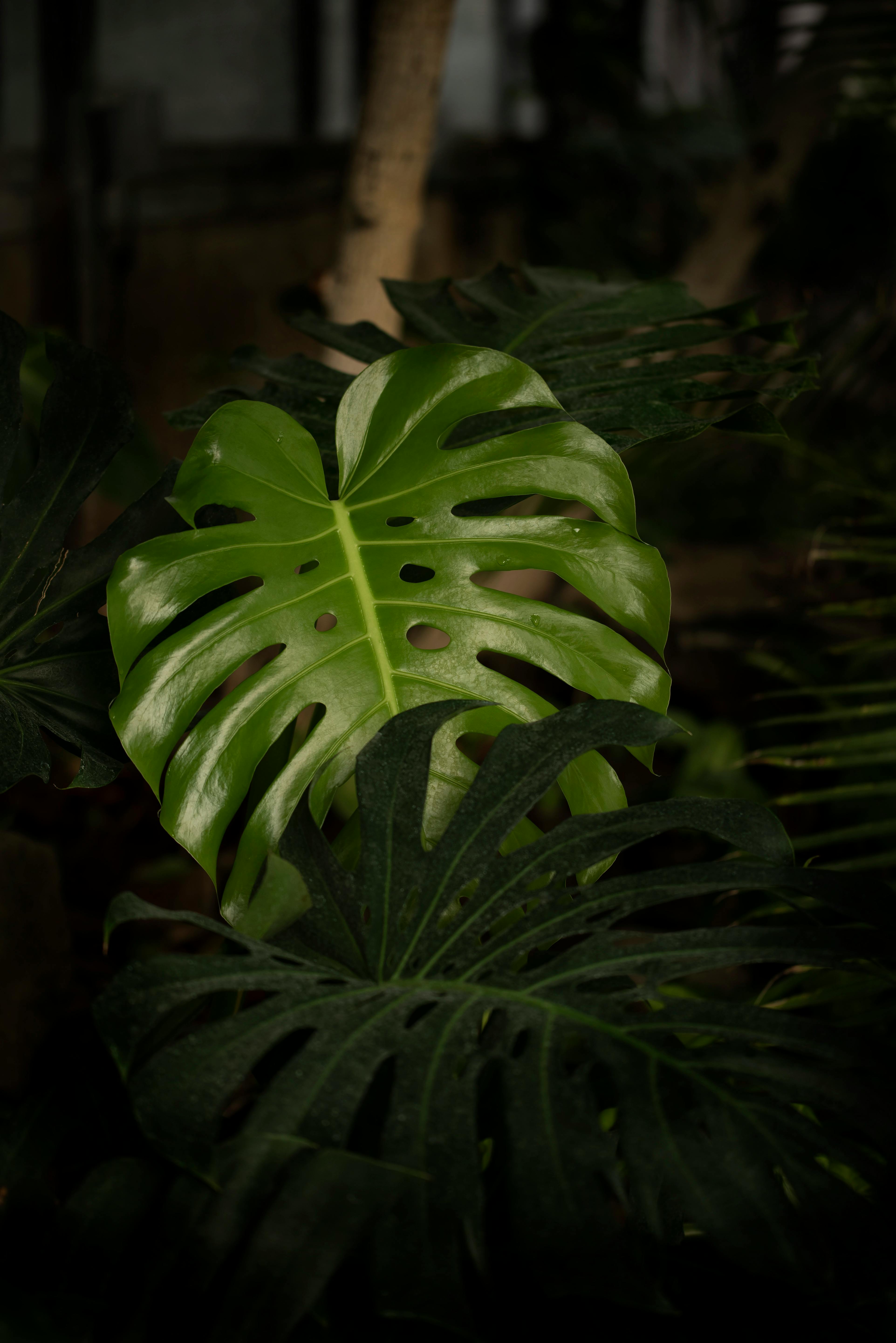 Green Leaf Plant in Close Up Photography · Free Stock Photo